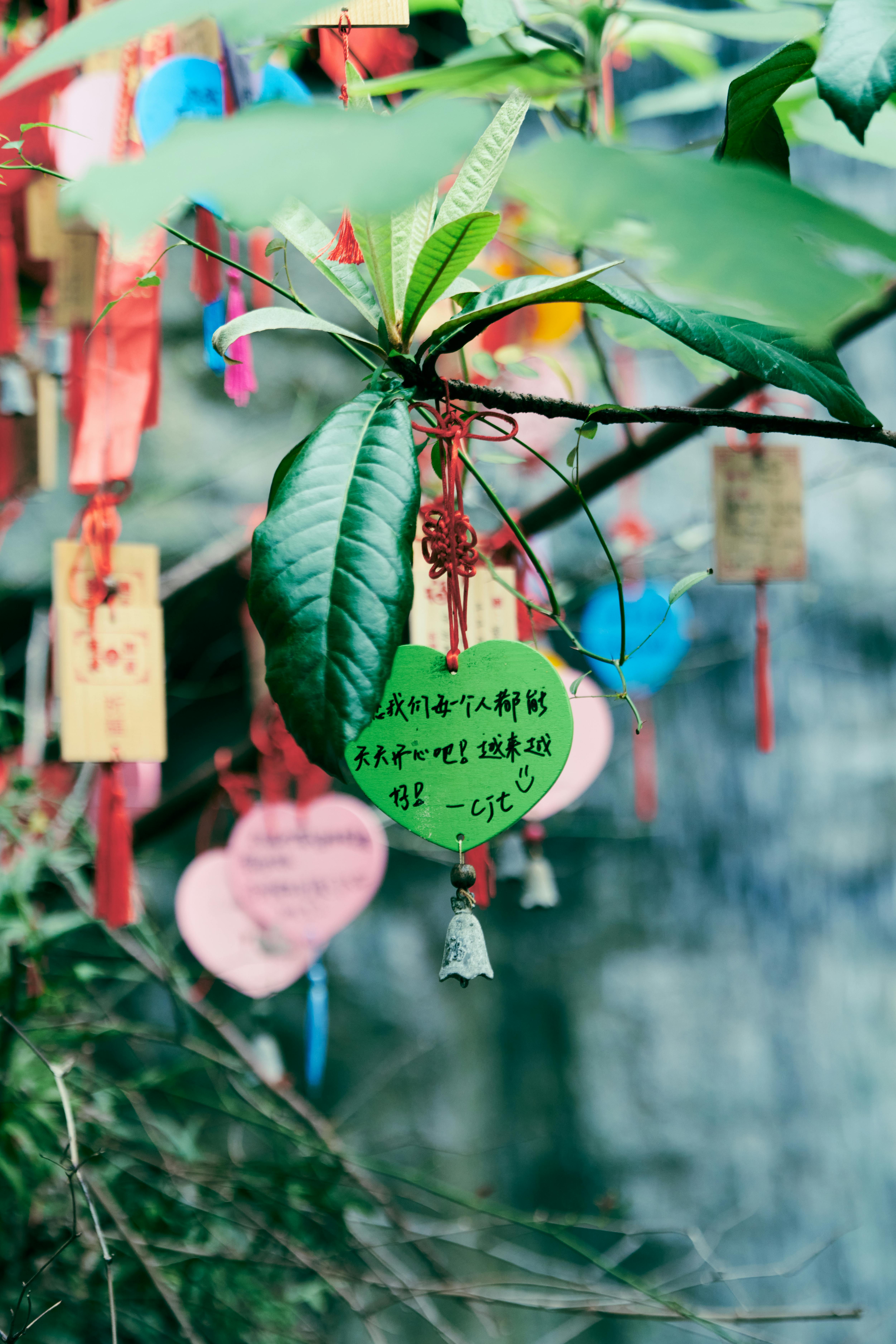 Chinese Wishing Tree Tradition · Free Stock Photo