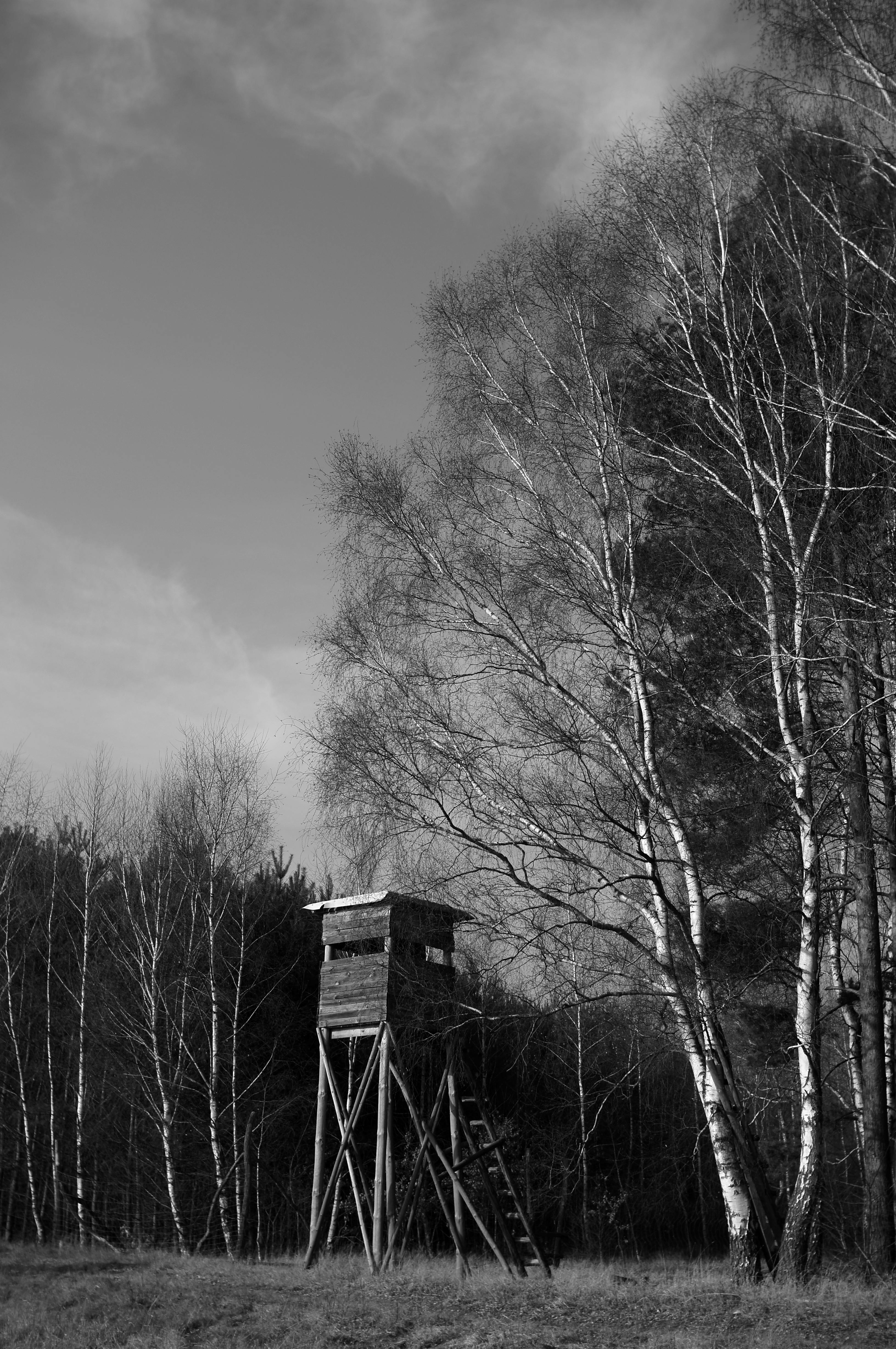 A black and white photo of a tower in the woods · Free Stock Photo
