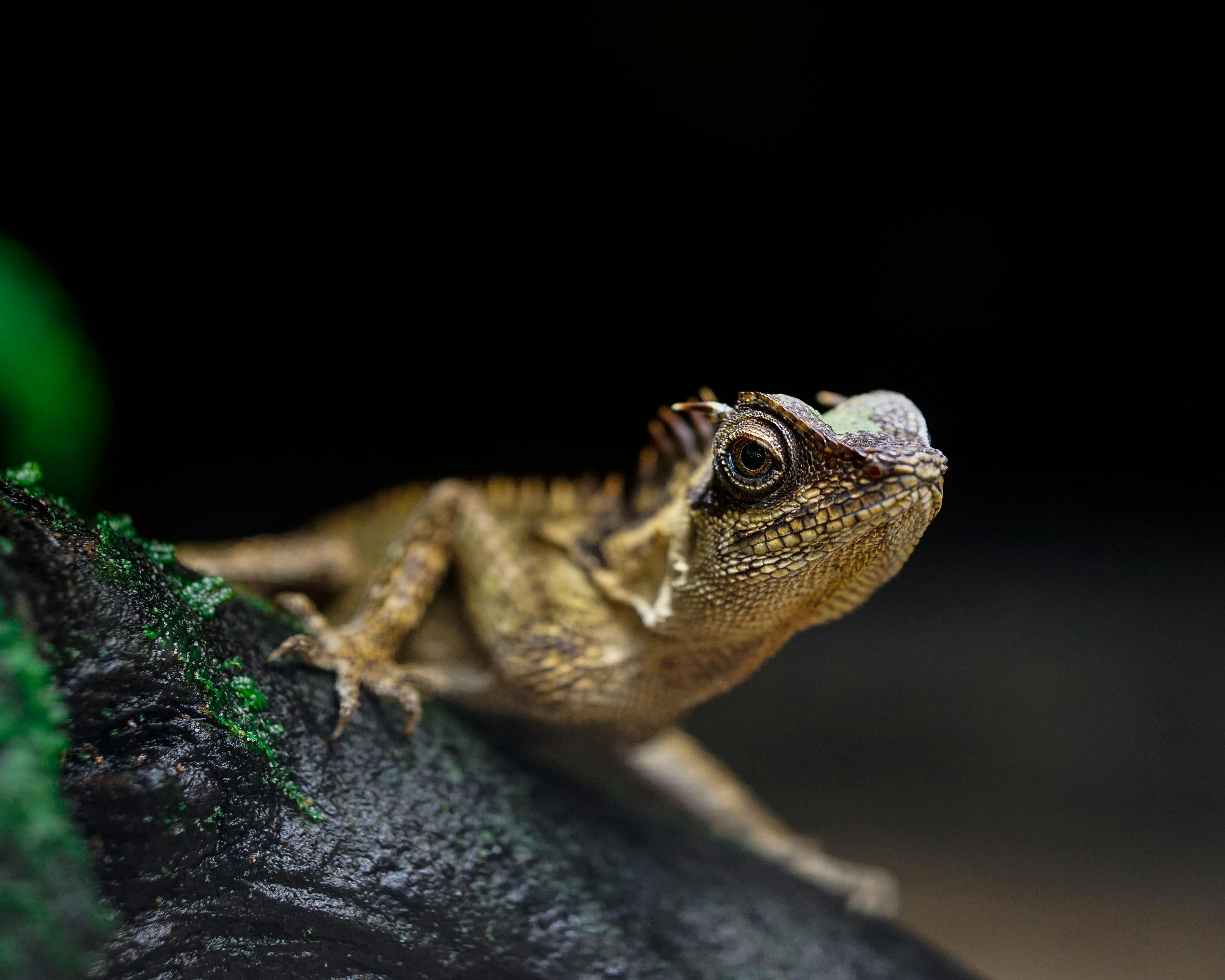 Close up of Lizard · Free Stock Photo