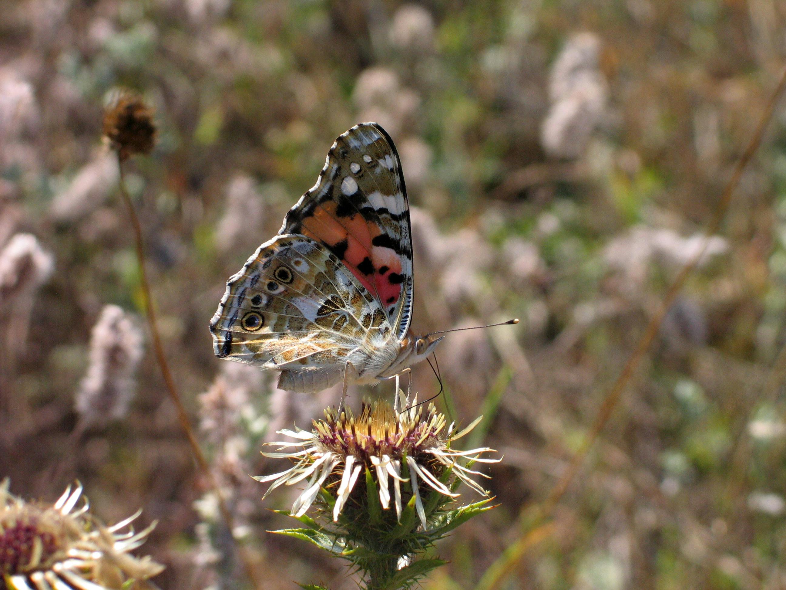 A butterfly on a flower · Free Stock Photo