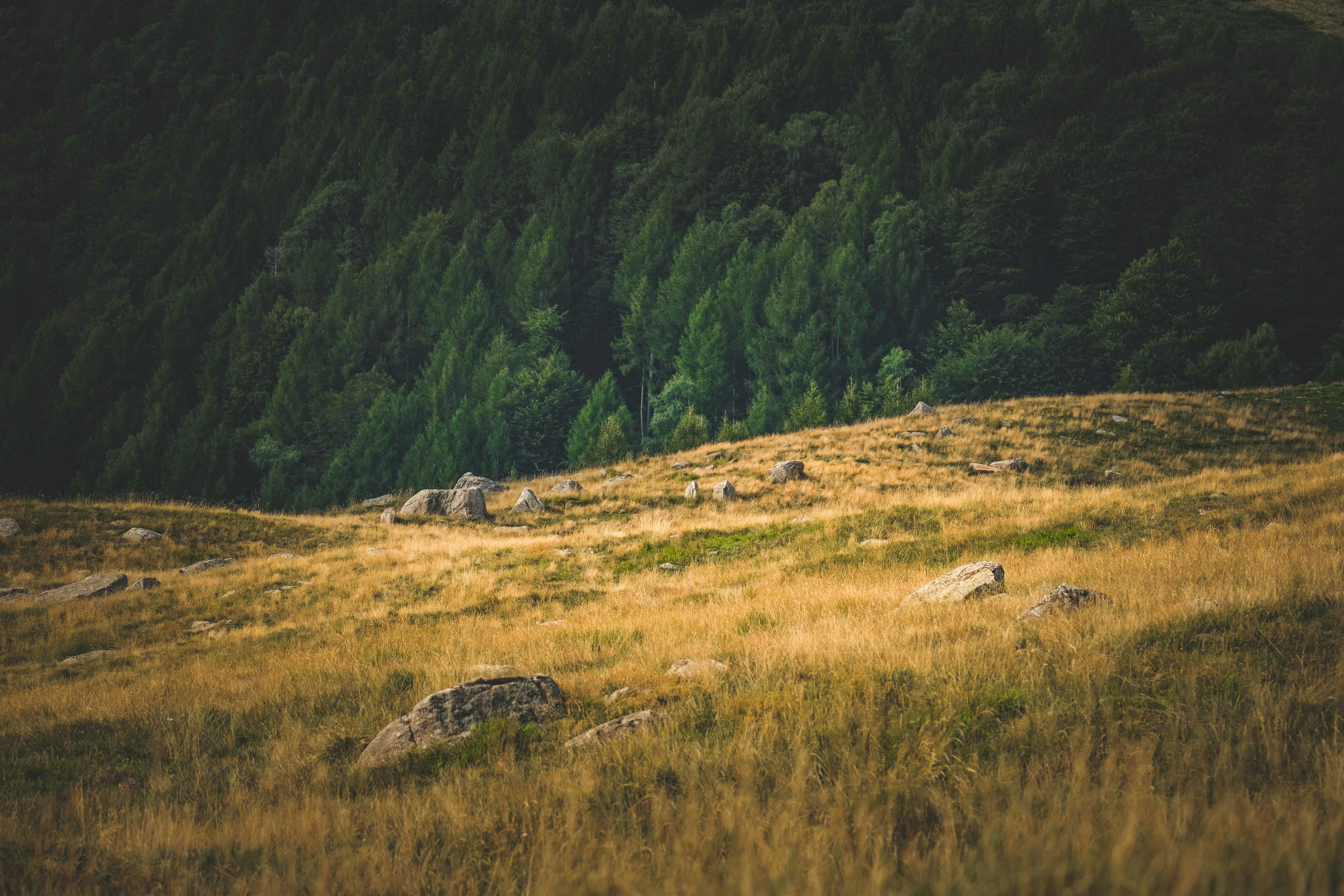 Dry Meadow and Forest · Free Stock Photo
