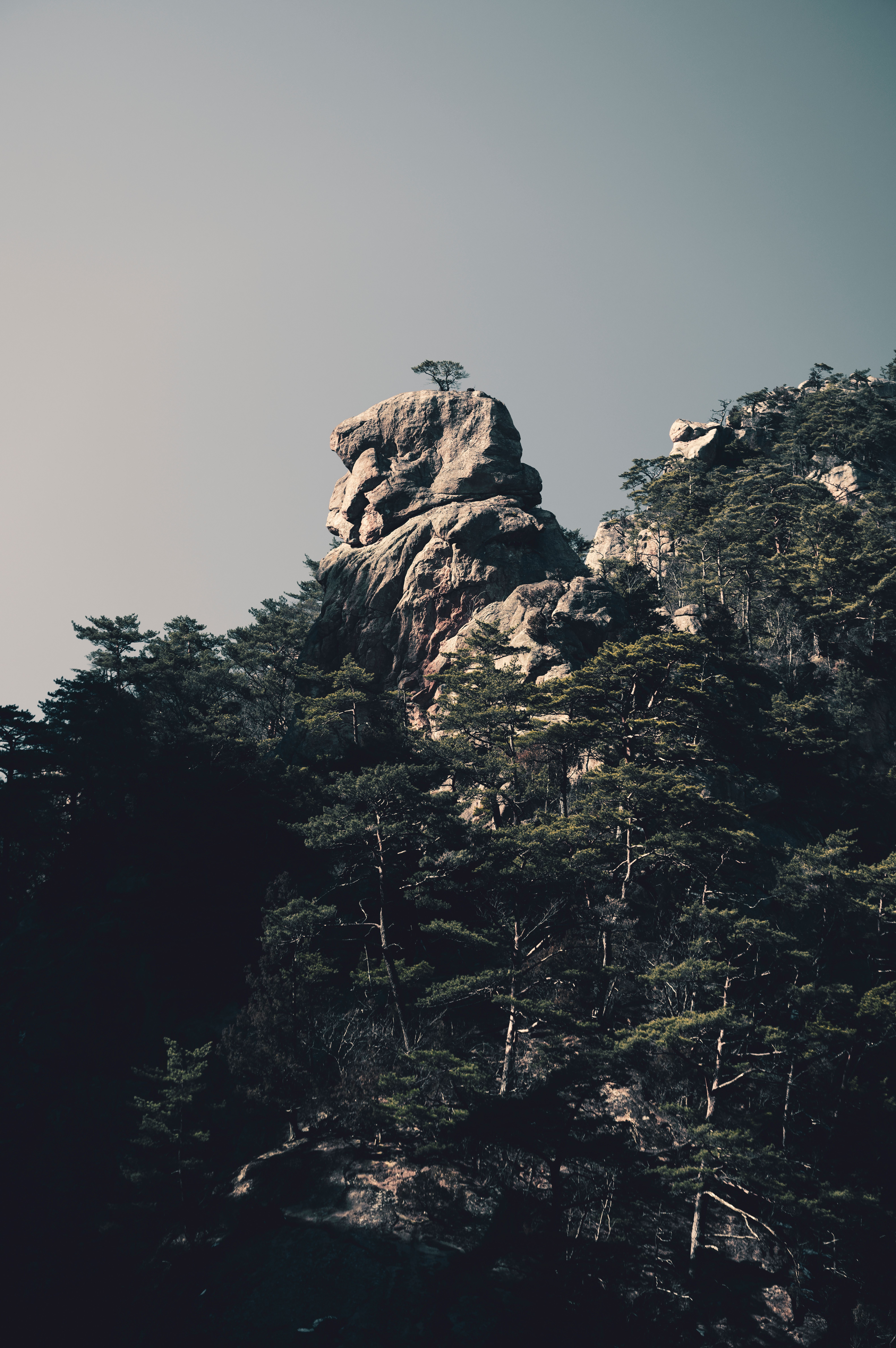 Trees on Mountain Cliff Surrounded by Fogs · Free Stock Photo