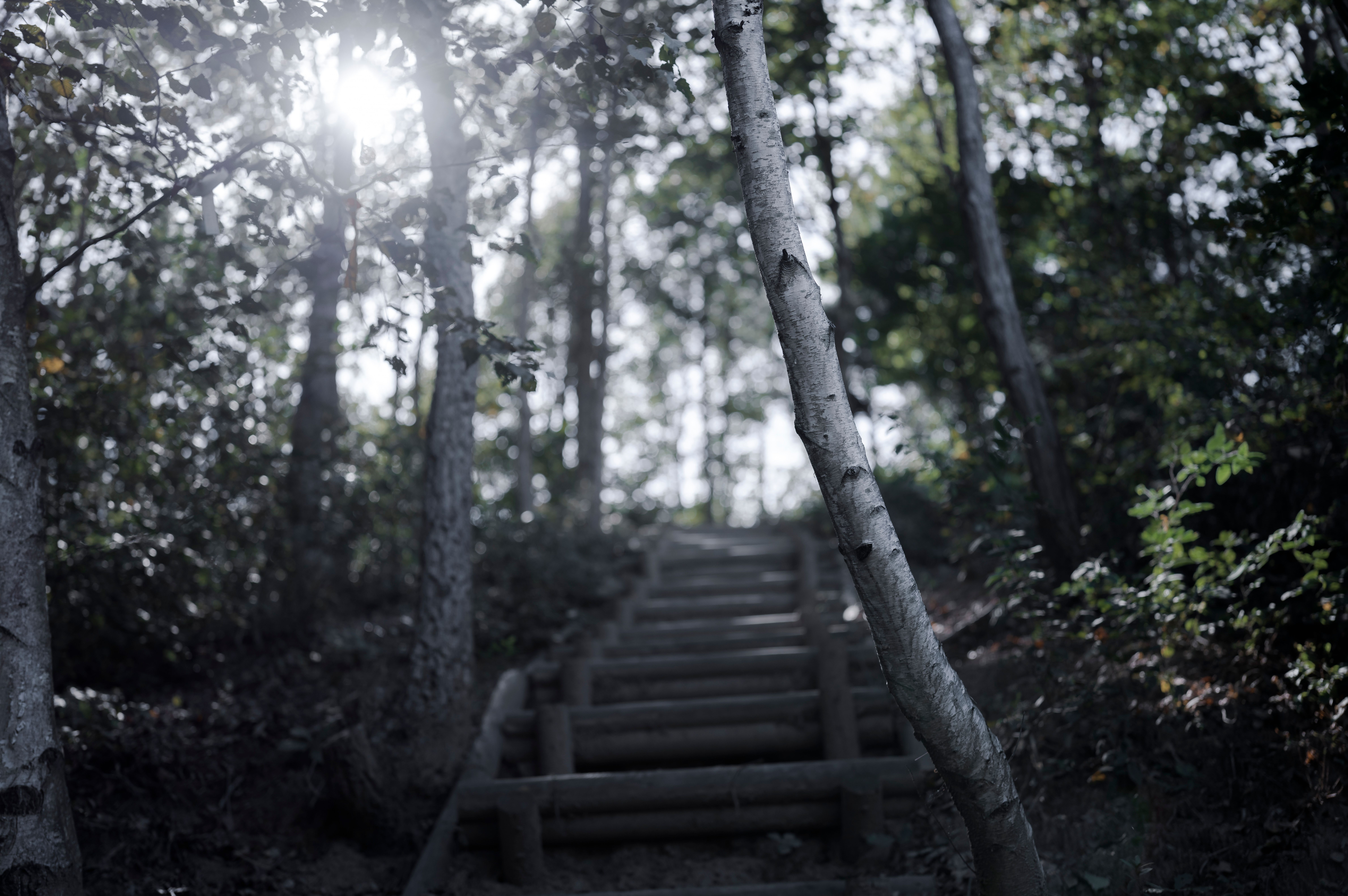 Trees around Wooden Stairs in Forest · Free Stock Photo