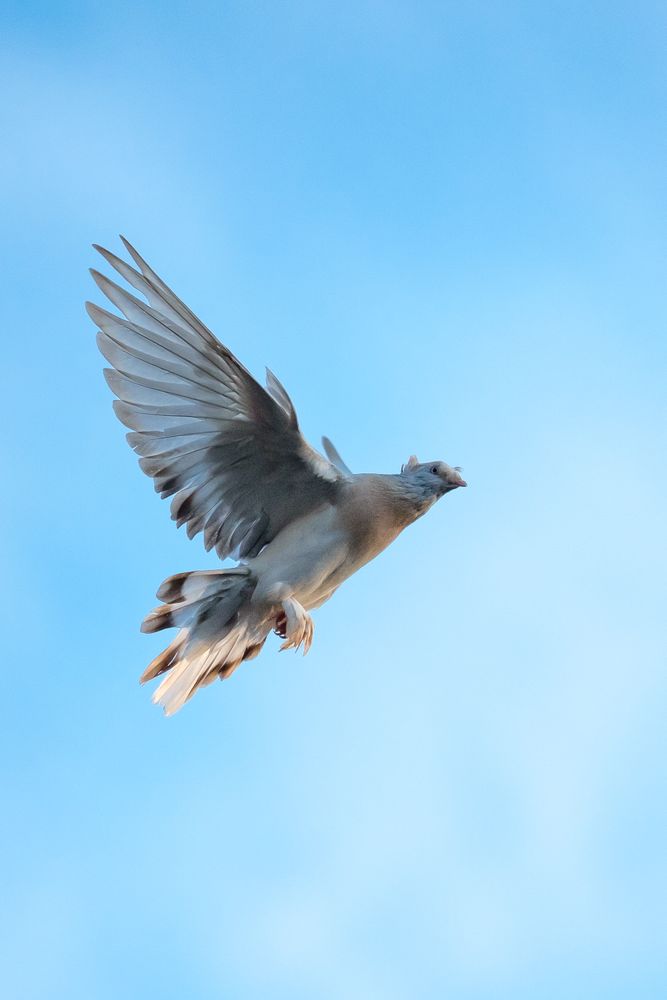 4.000+ Foto Burung Merpati Terbang Terbaik · Unduh Gratis 100% · Foto ...