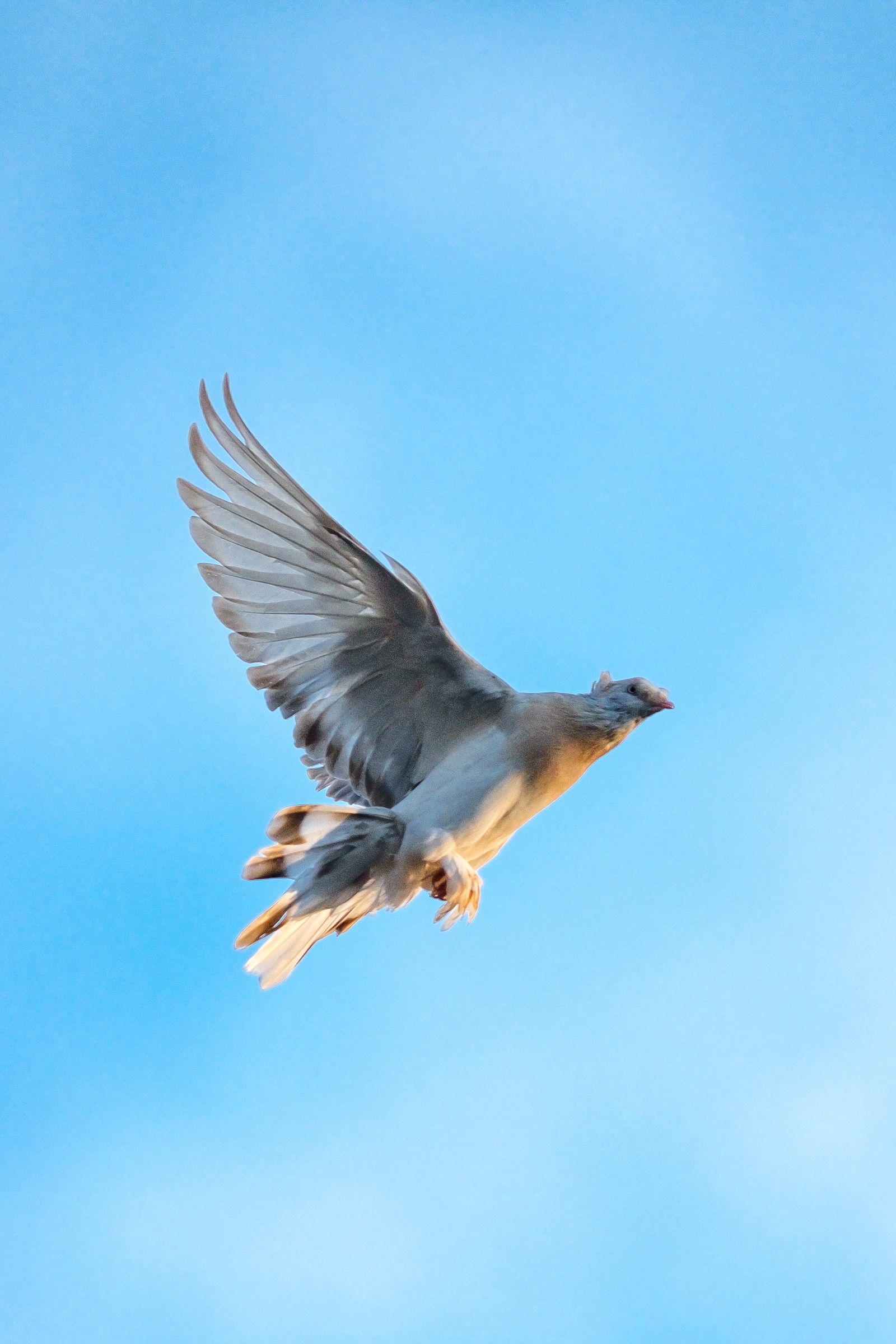 Dove Flying Photos, Download The BEST Free Dove Flying Stock Photos ...