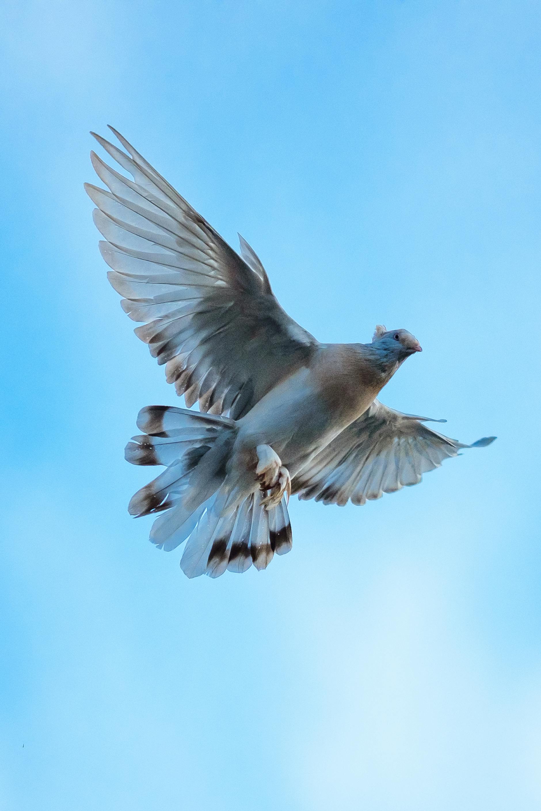 Close up of Pigeon under Clear Sky · Free Stock Photo