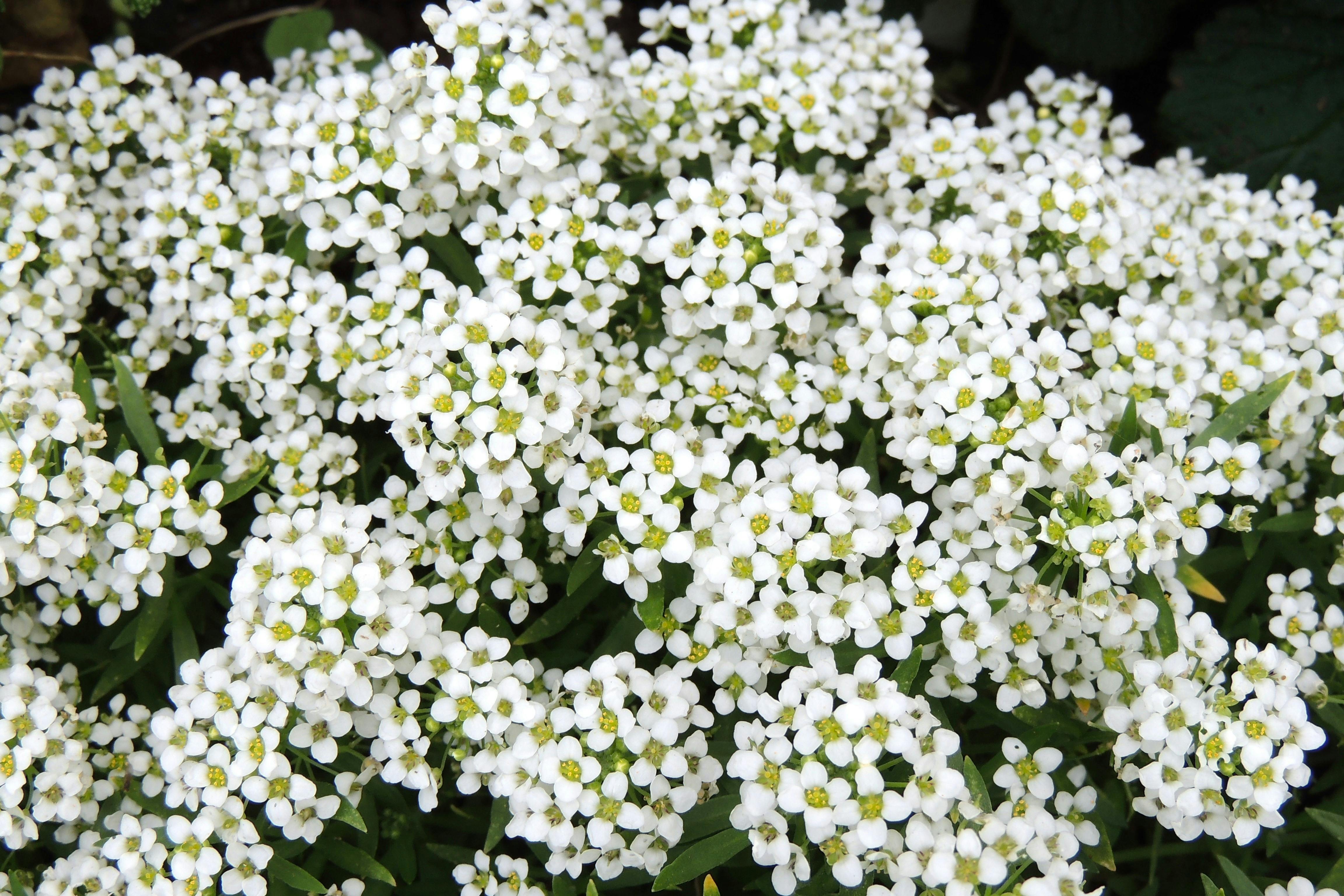 Close up of White Flowers · Free Stock Photo
