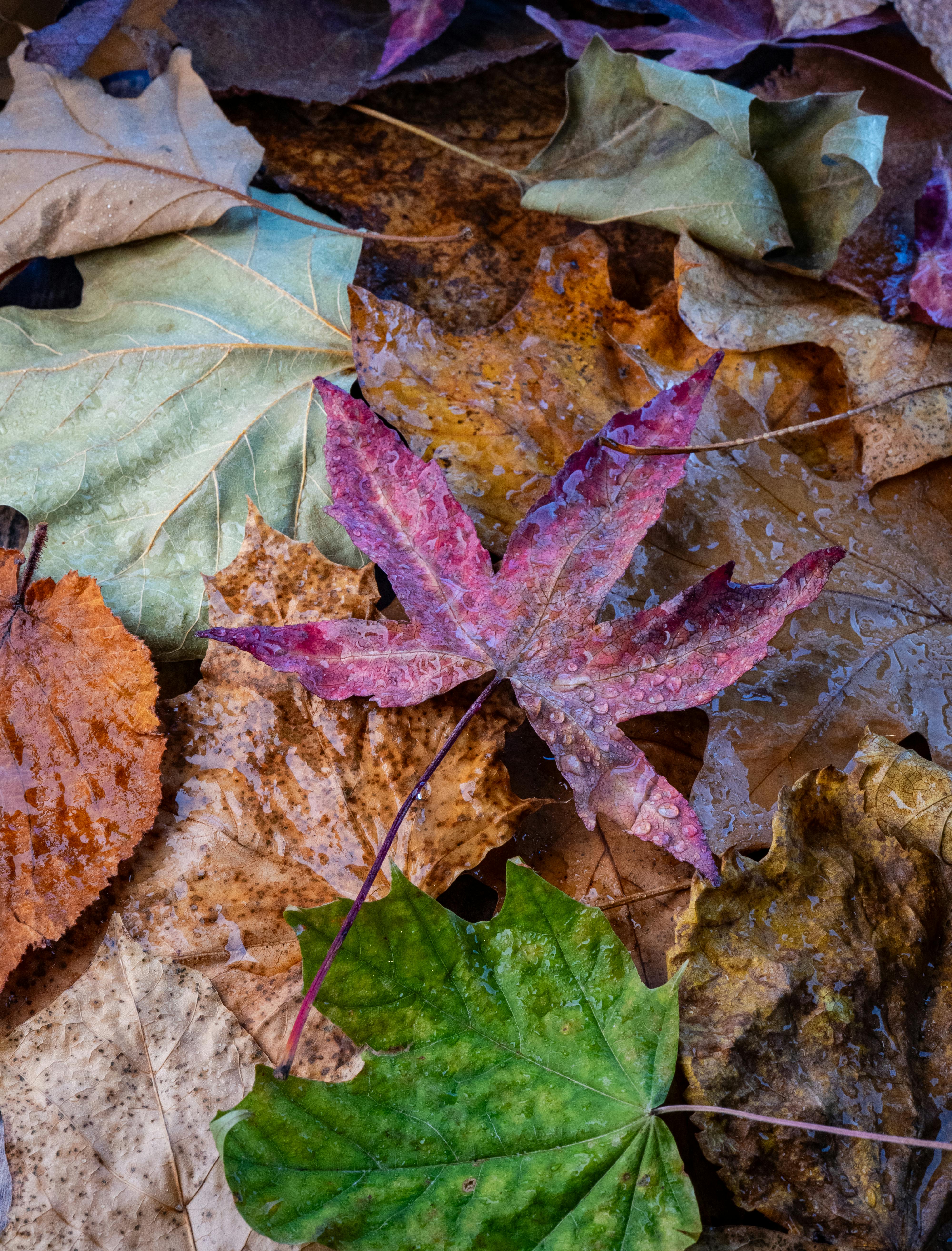Autumn Leaves · Free Stock Photo