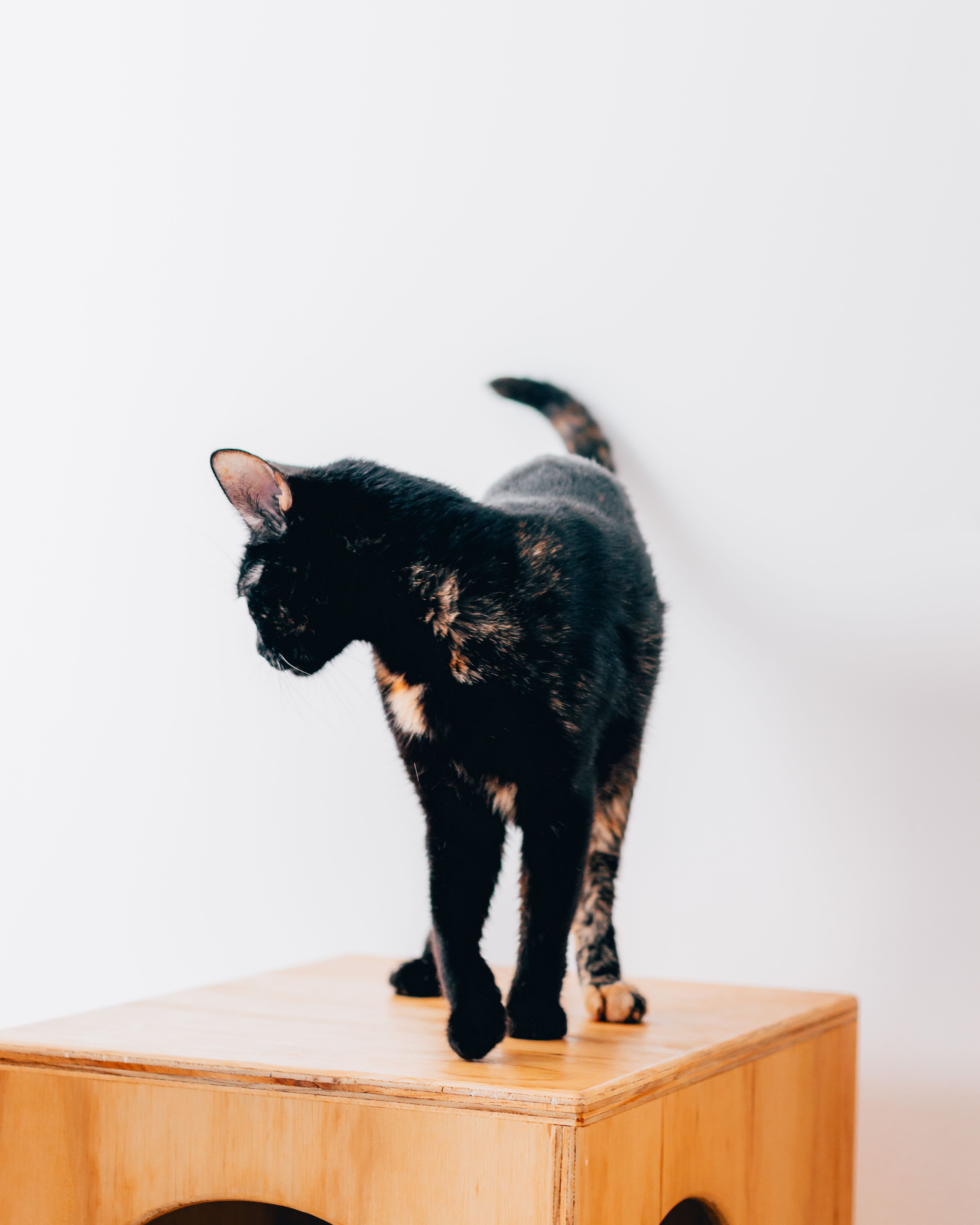 Tortoiseshell Kitten Standing on Cat House · Free Stock Photo