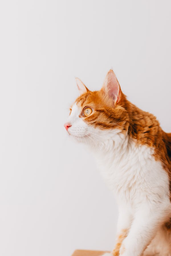 Cat White Background Photos, Download The BEST Free Cat White ...