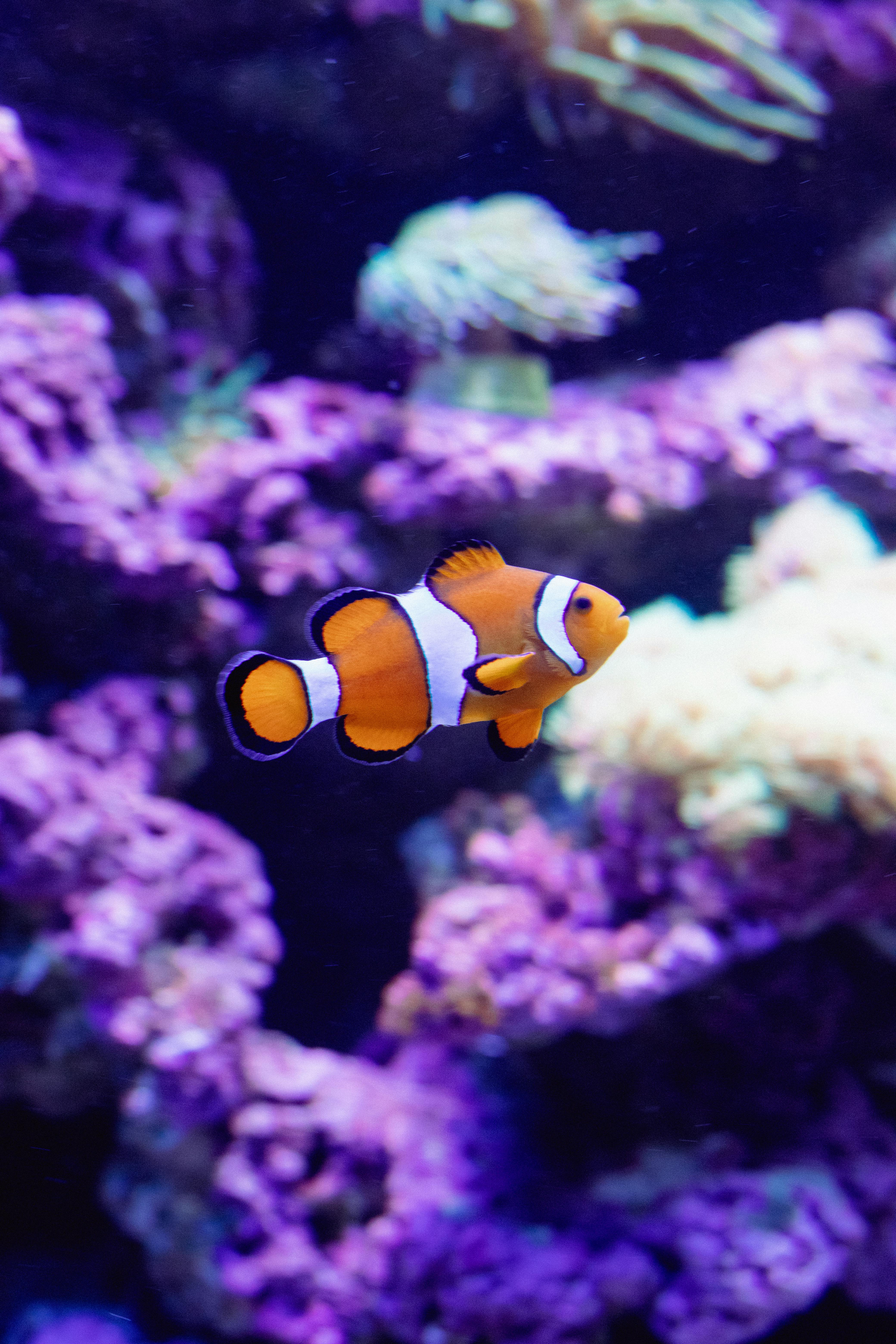 Clownfish by Purple Corals in Water · Free Stock Photo