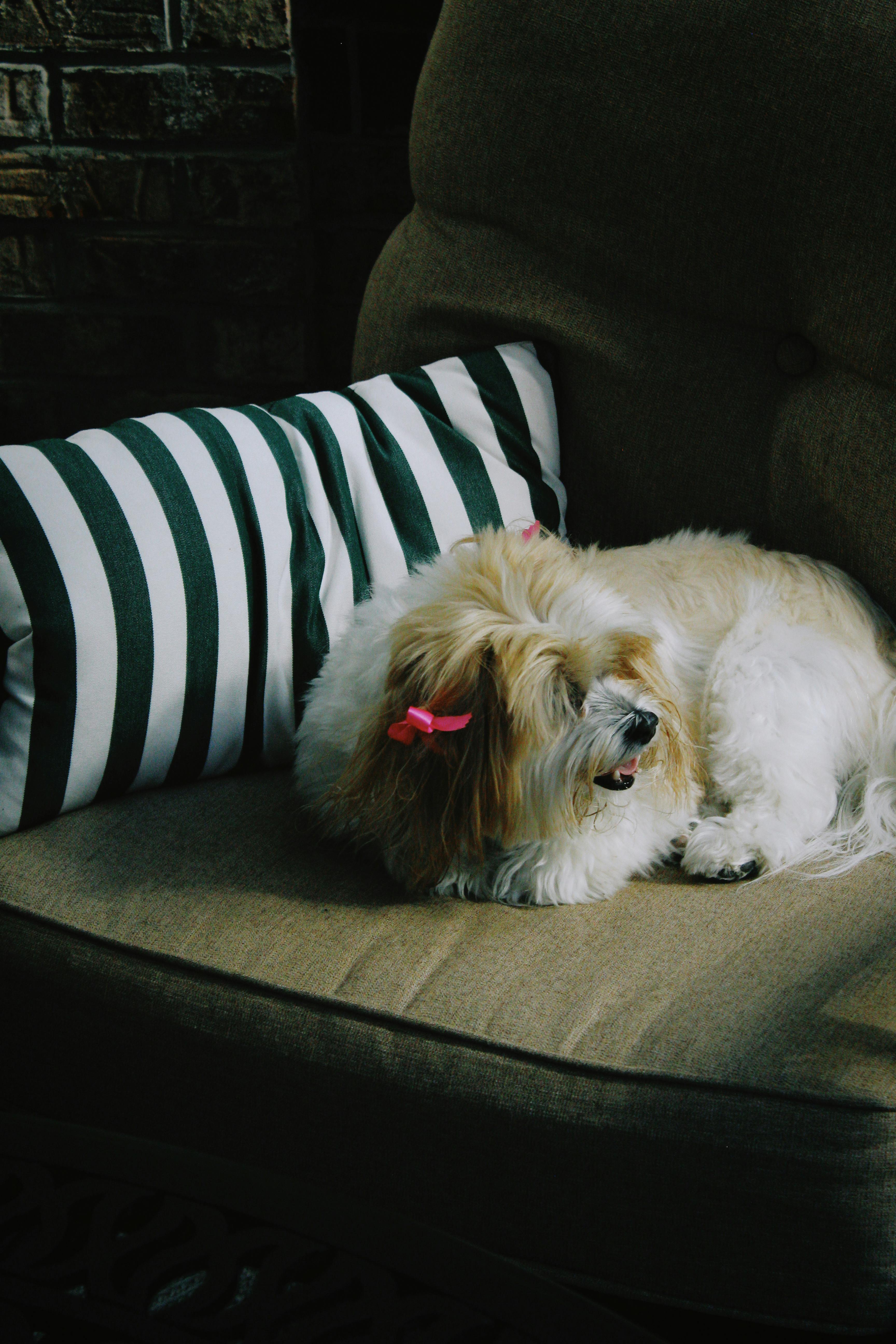 Dogs Lying on a Couch · Free Stock Photo