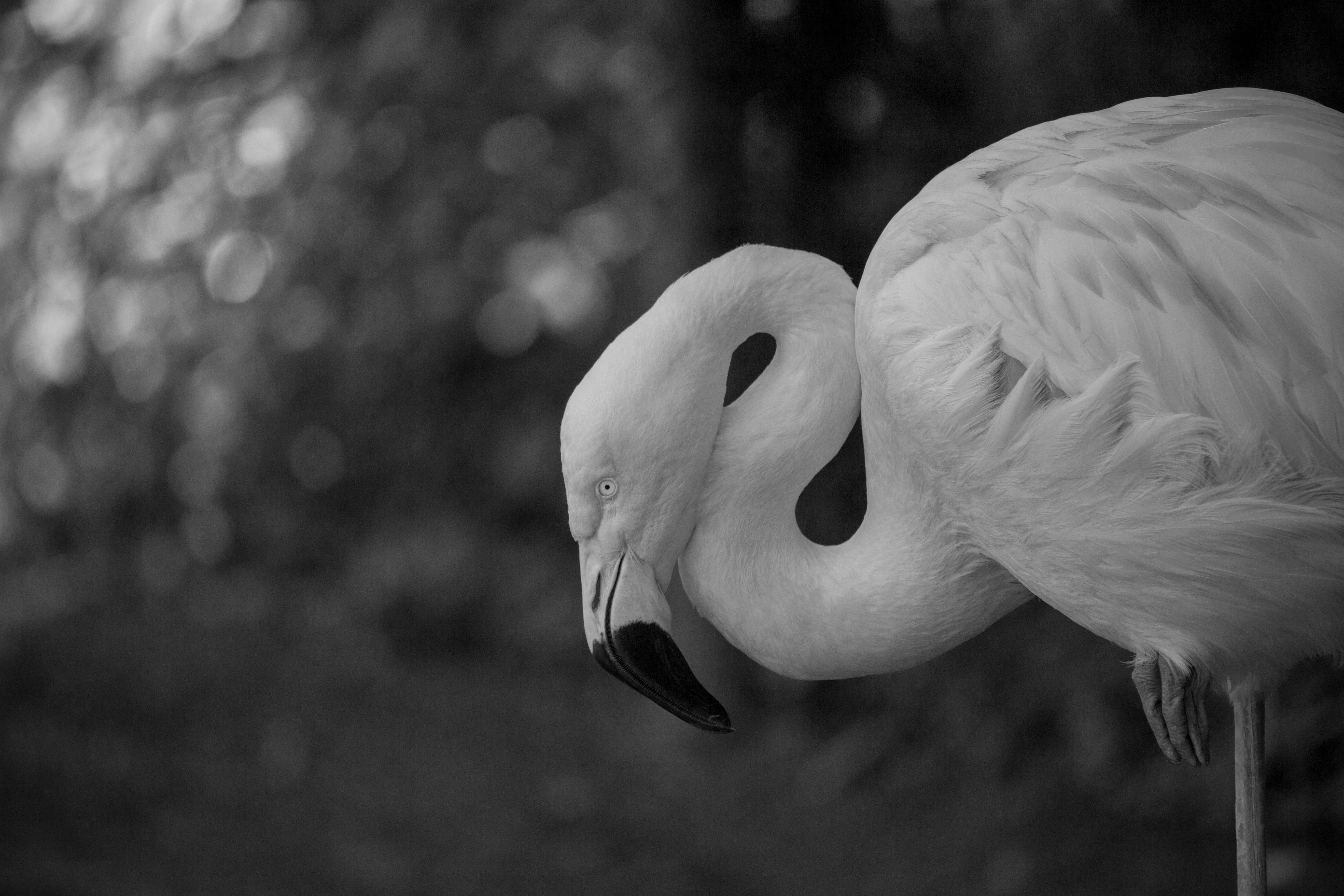 Grayscale Photo of Flamingos · Free Stock Photo