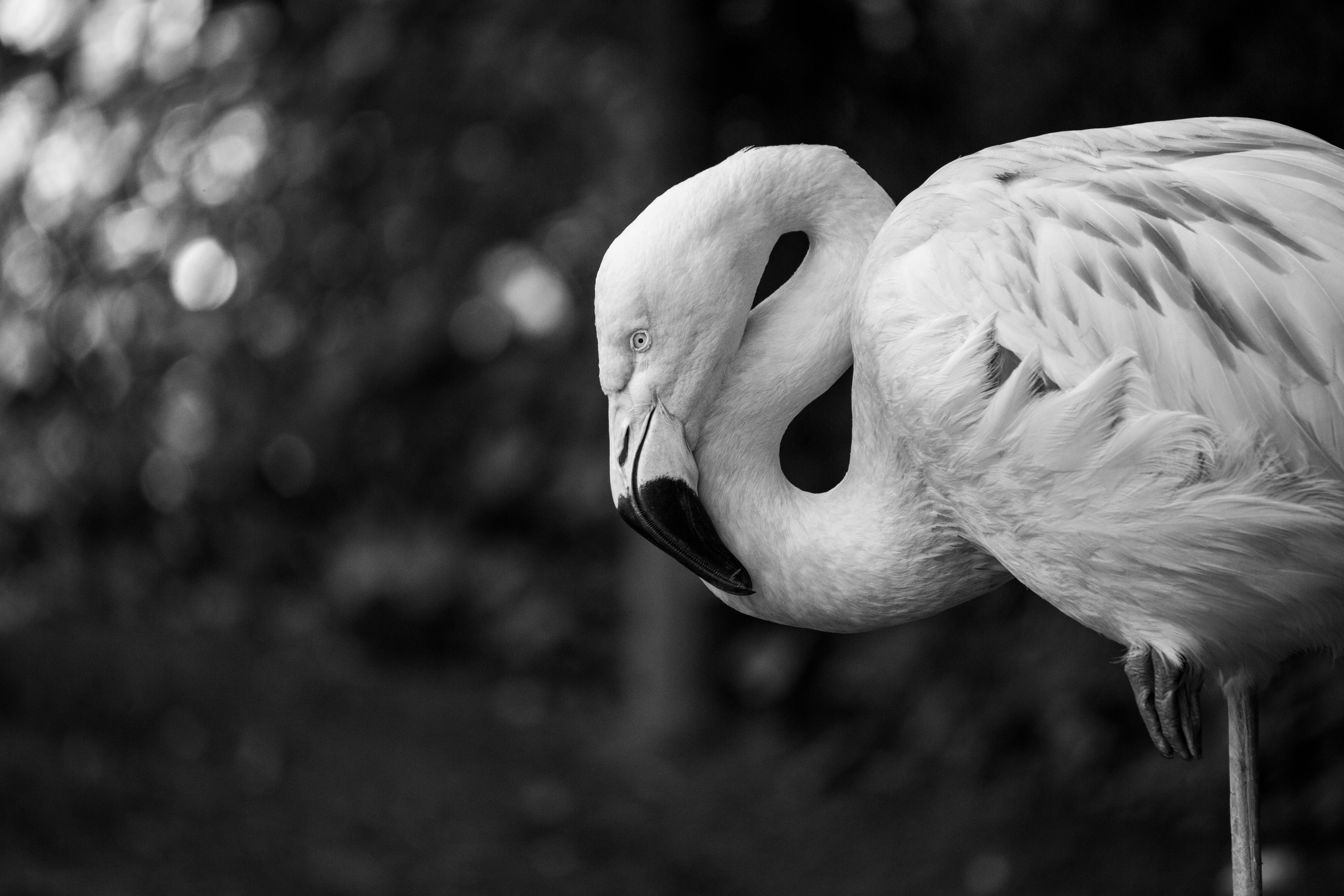 Grayscale Photo of Flamingos · Free Stock Photo