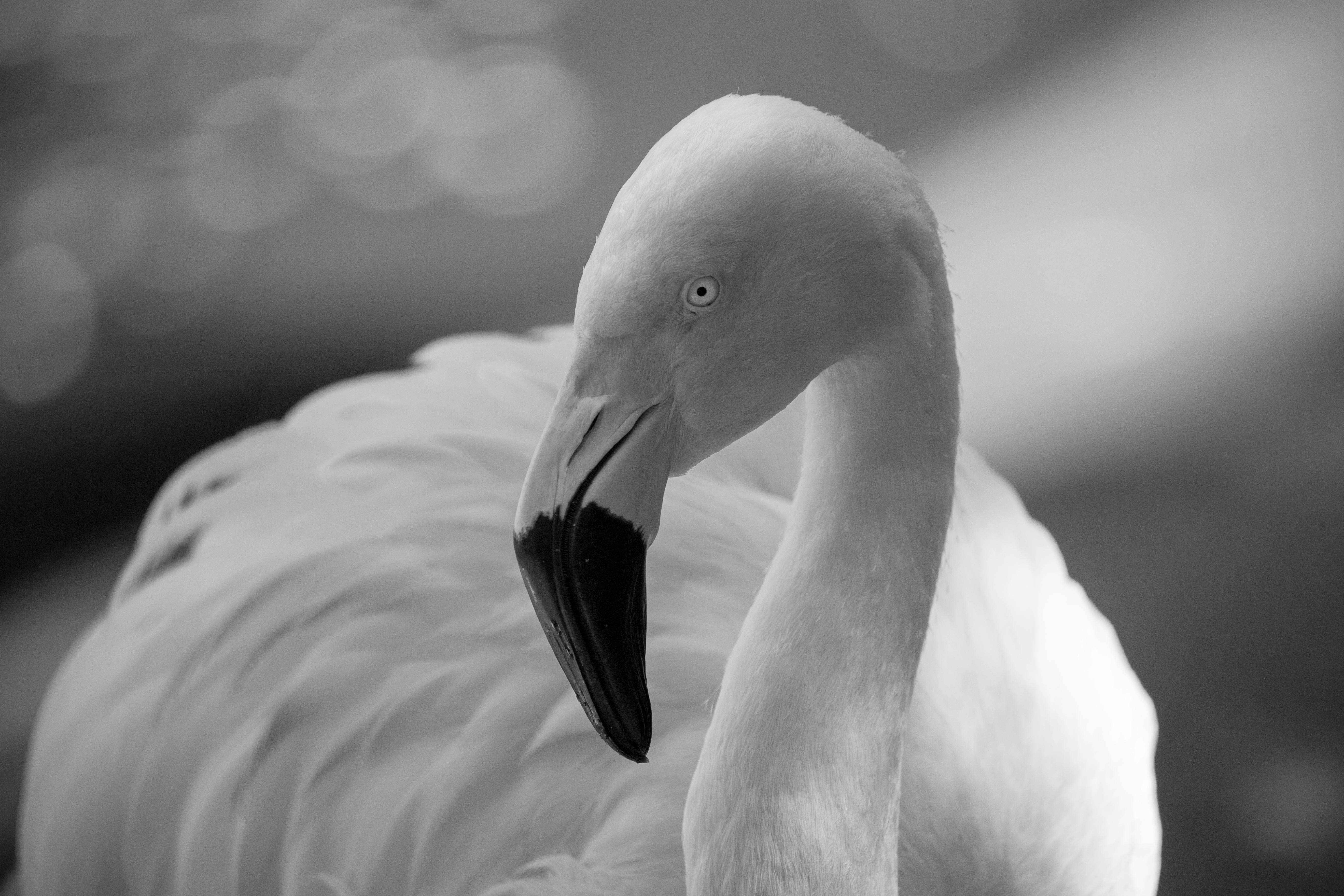 Grayscale Photo of Flamingos · Free Stock Photo