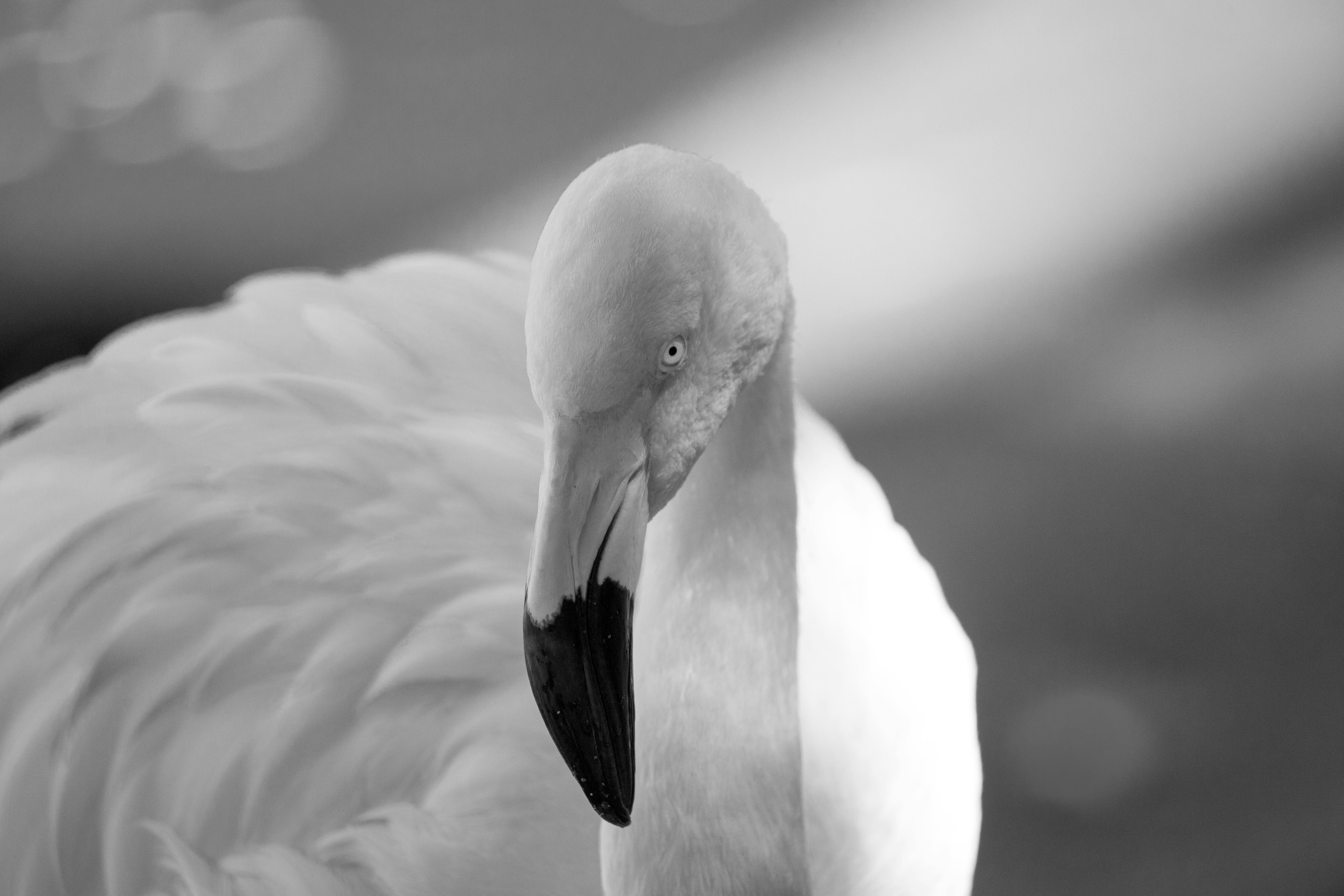 Grayscale Photo of Flamingos · Free Stock Photo