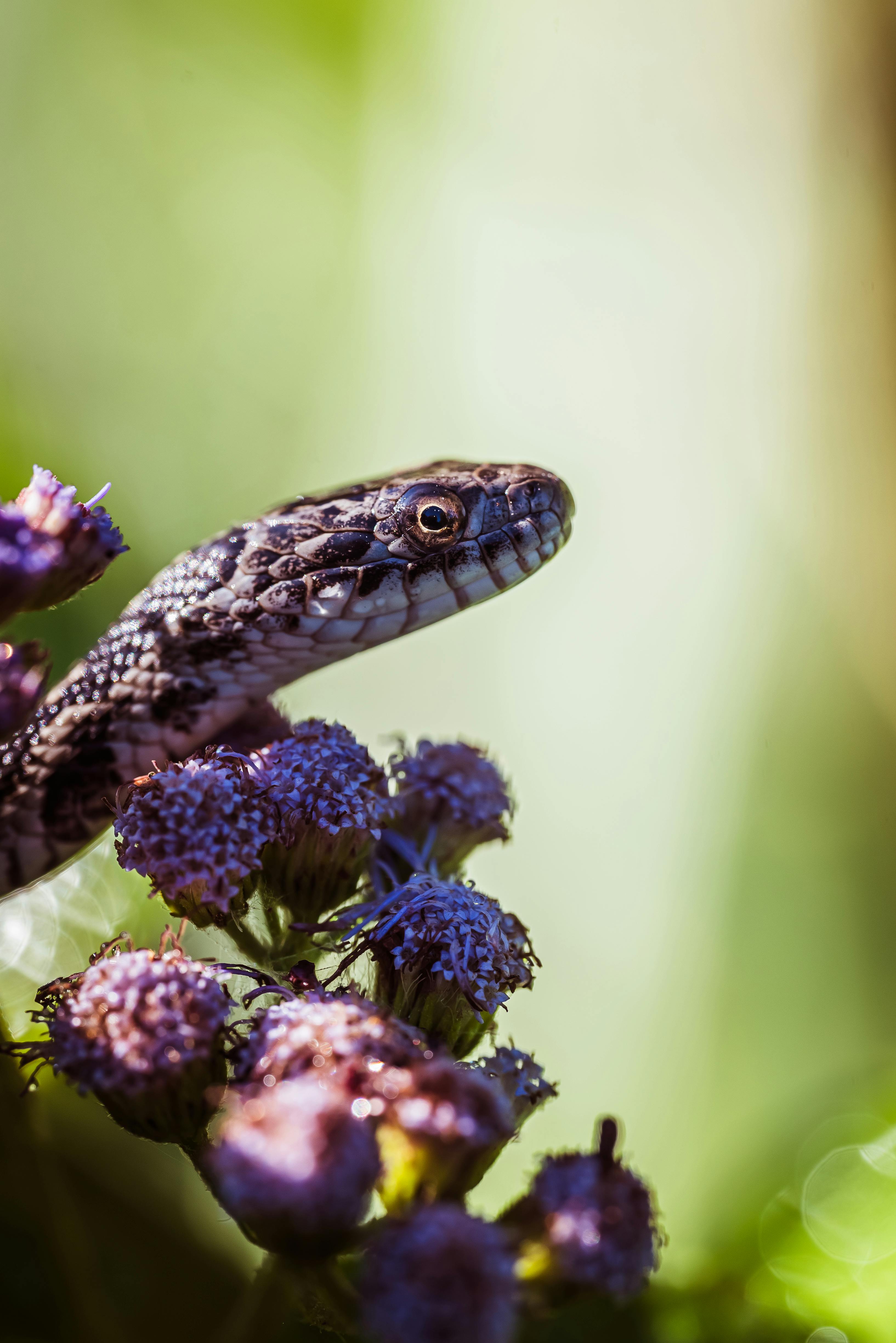 Snake Among Flowers · Free Stock Photo