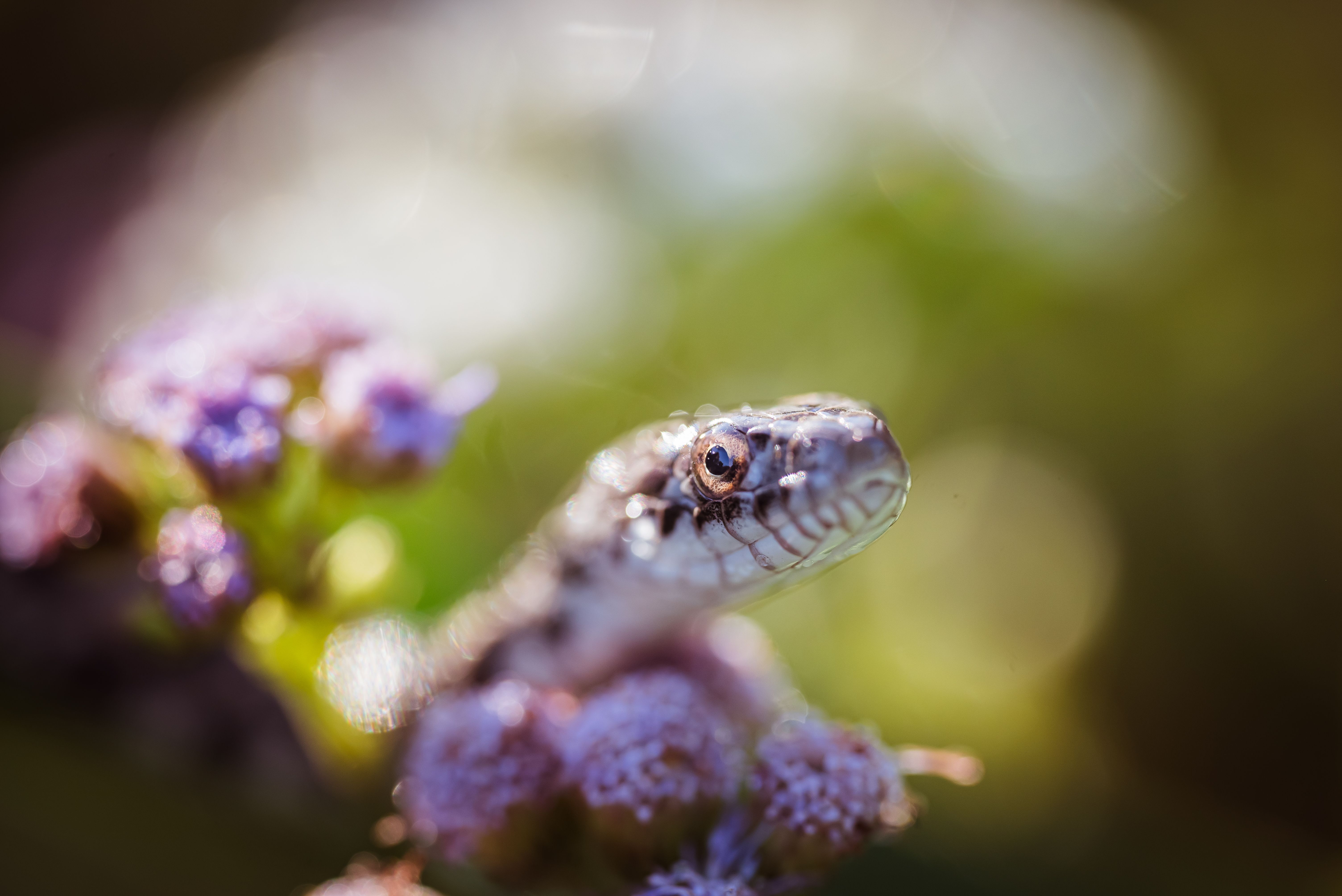 Close-up of a Snake among Flowers · Free Stock Photo