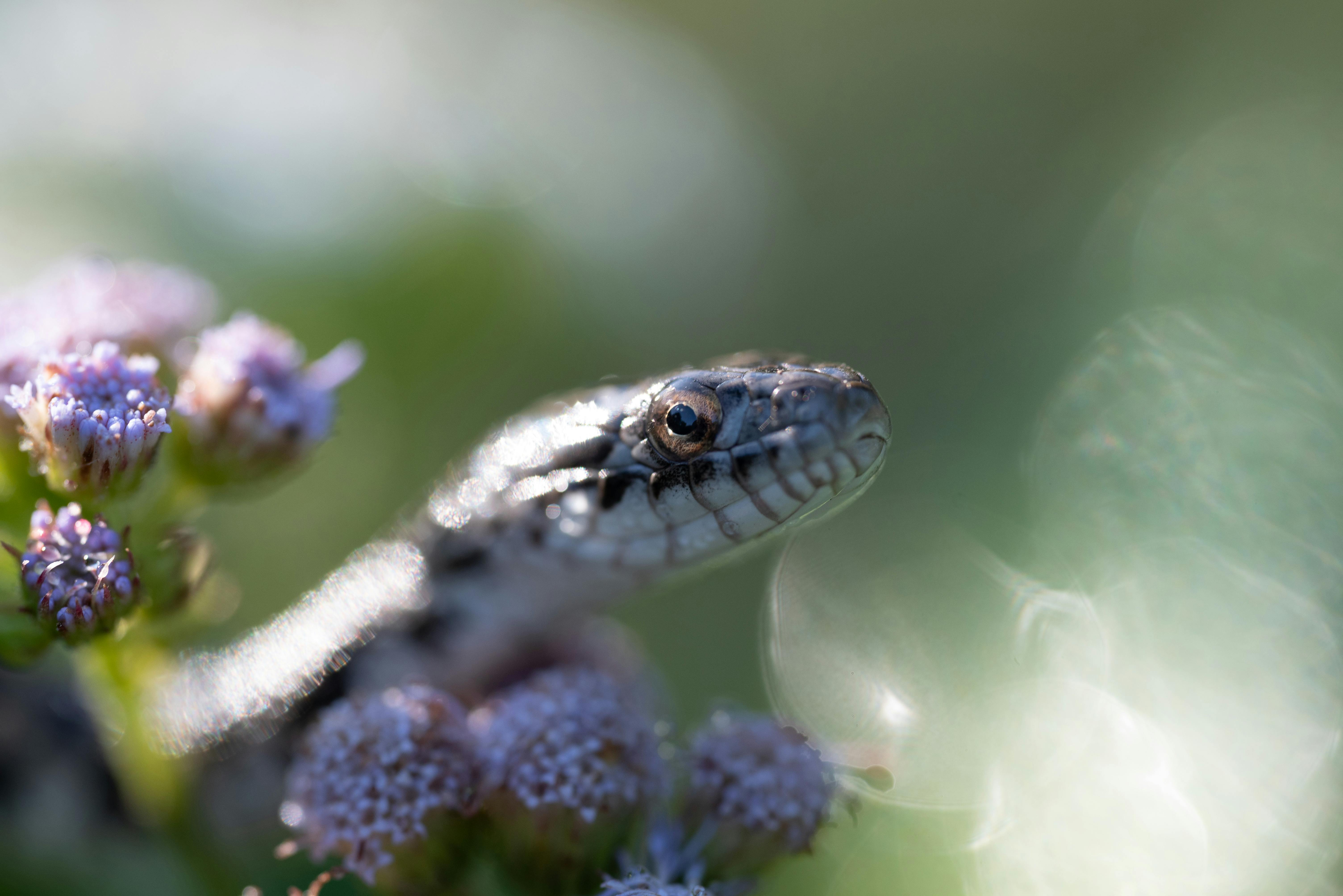 Snake Among Flowers · Free Stock Photo