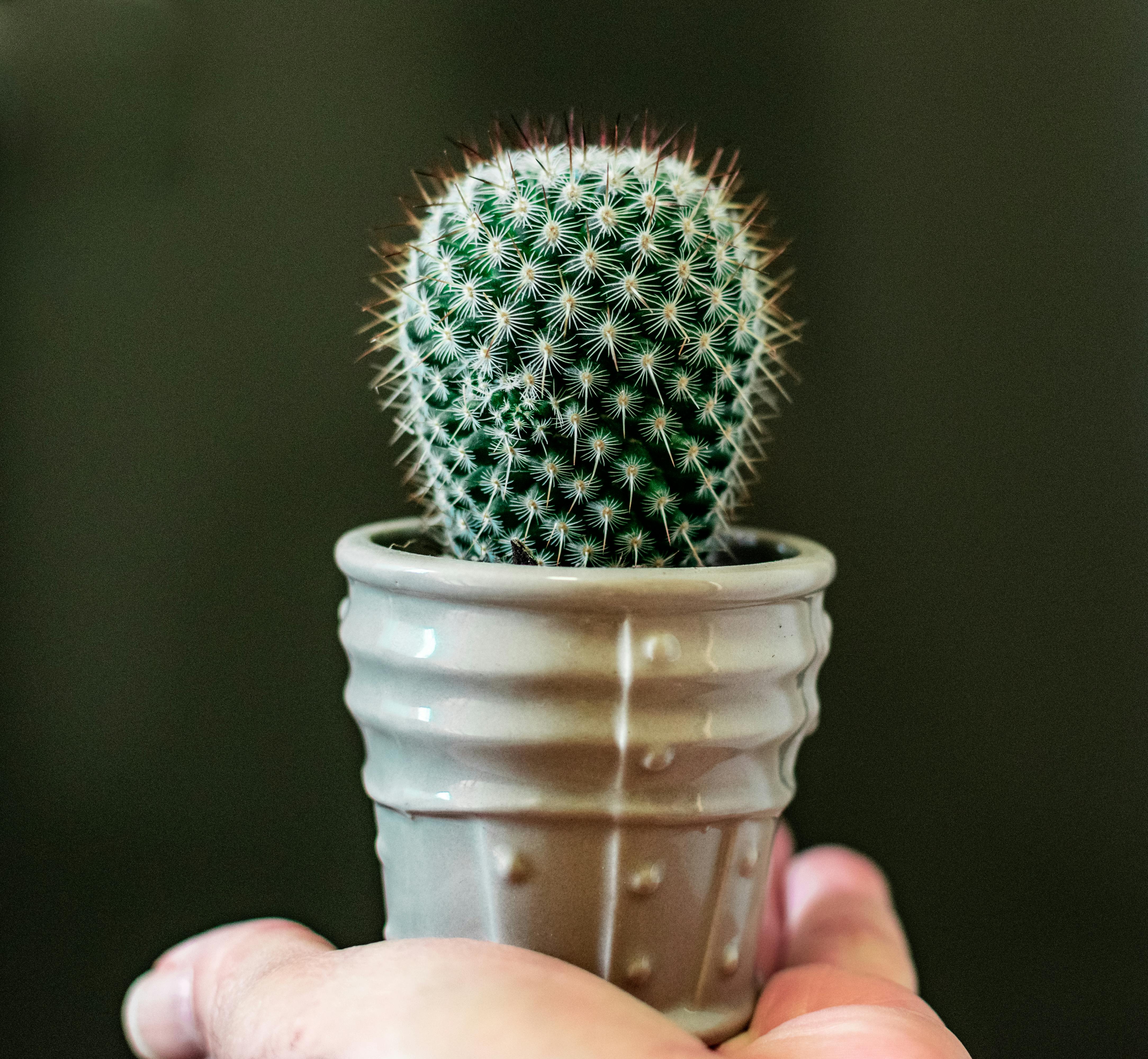 Person Holding Cactus · Free Stock Photo