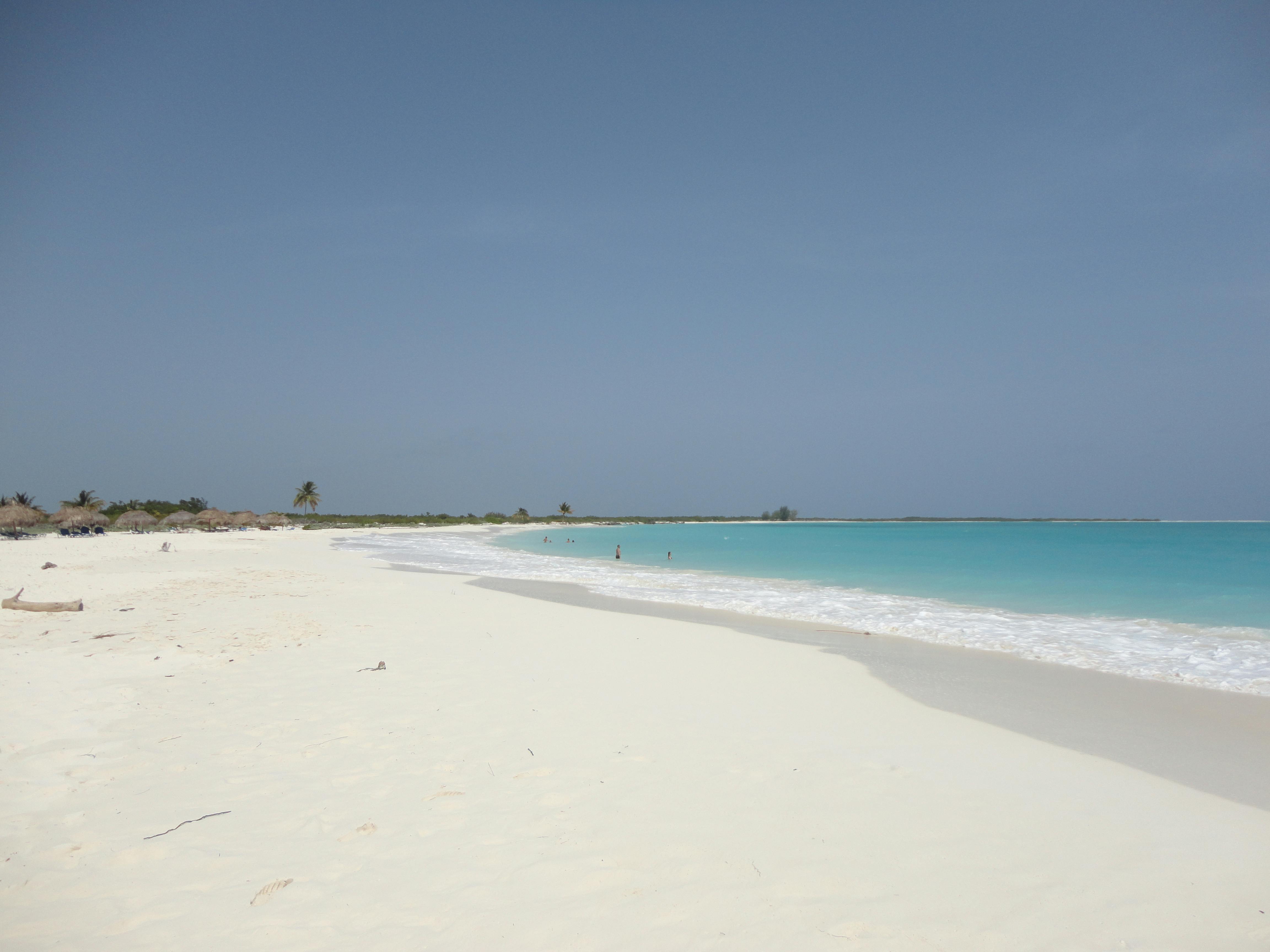 Firma Tropicals Photos, Download The BEST Free Firma Tropicals Stock ...