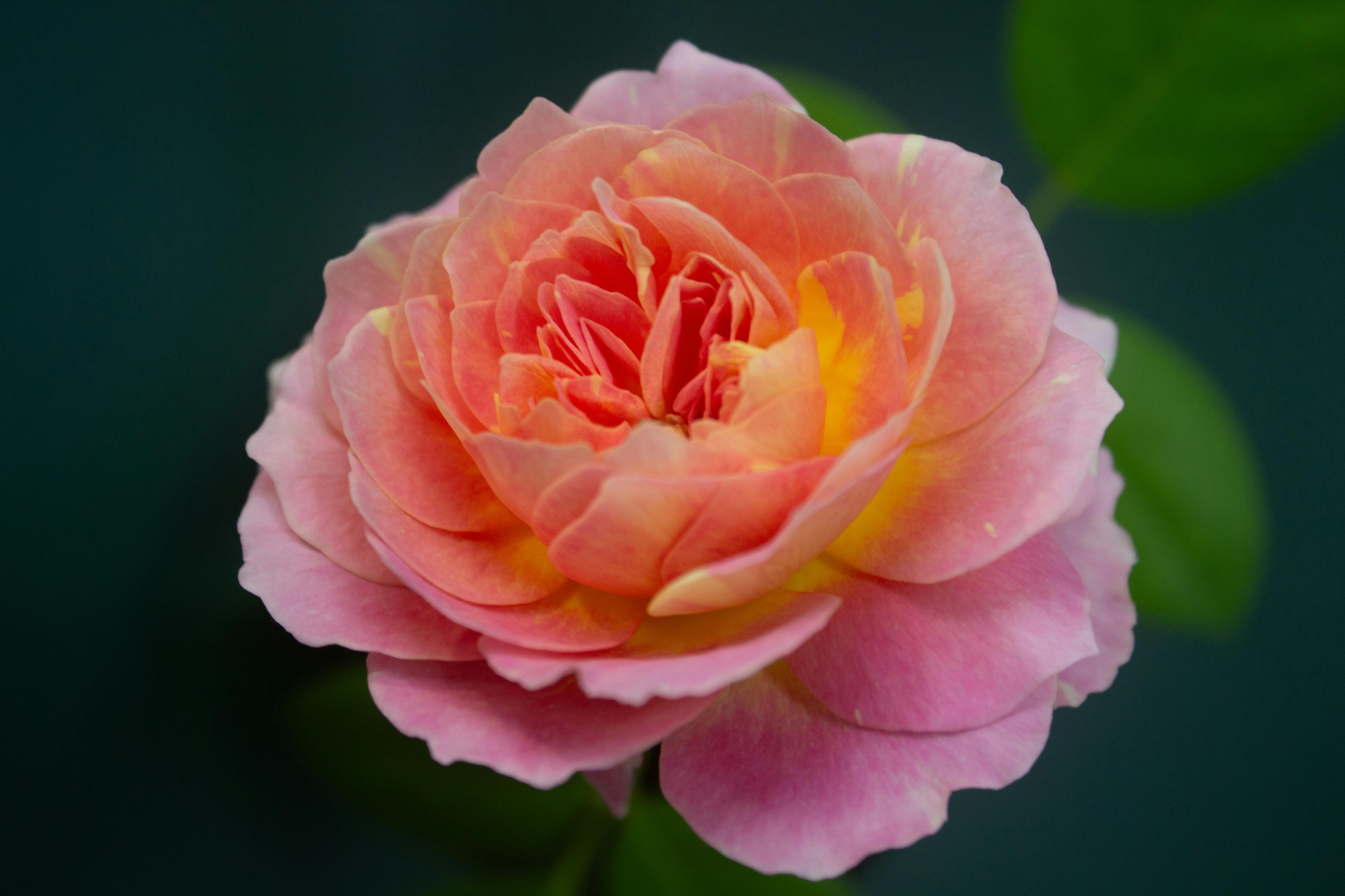 Close up of Pink Rose · Free Stock Photo