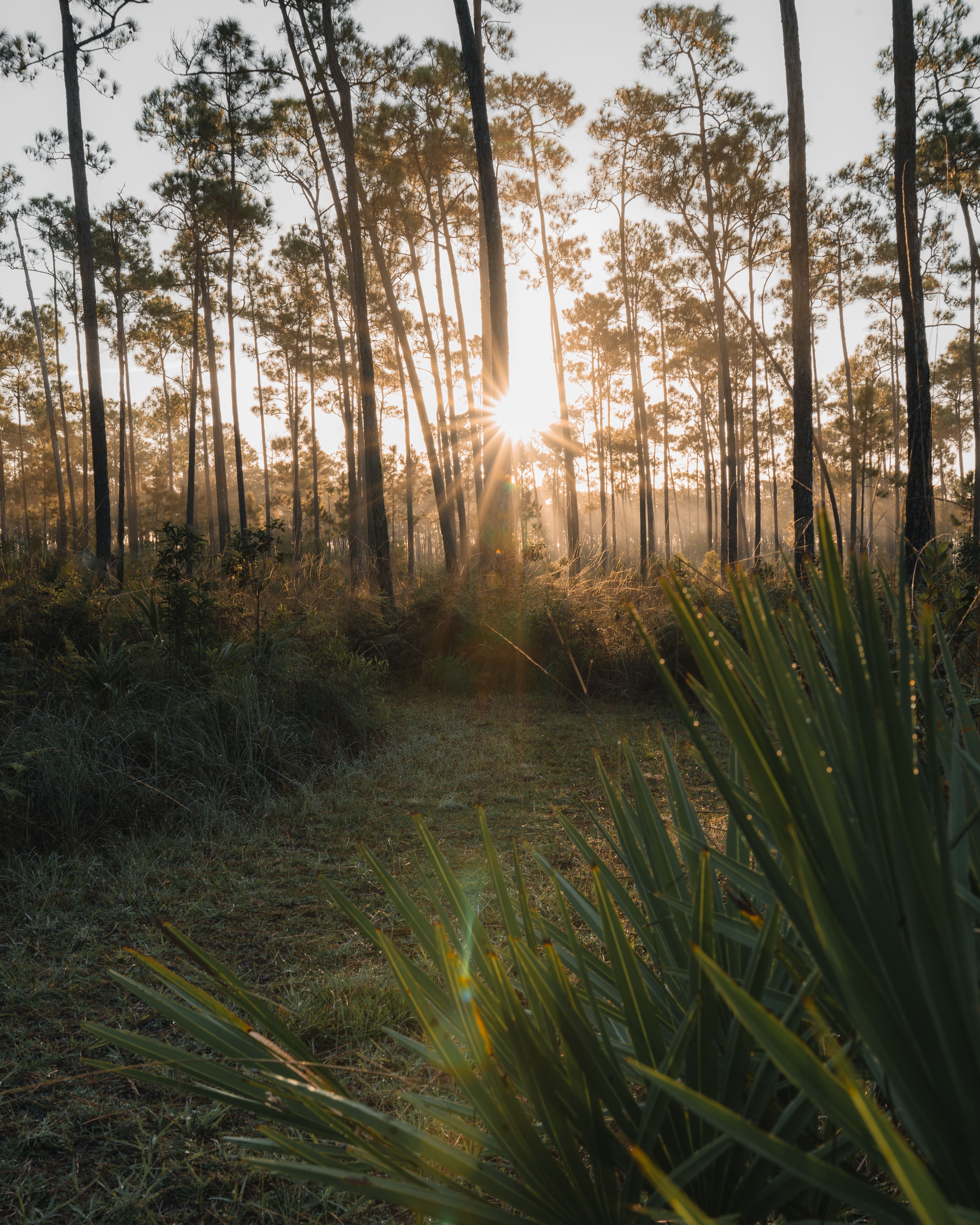 Sunshine in the Forest · Free Stock Photo