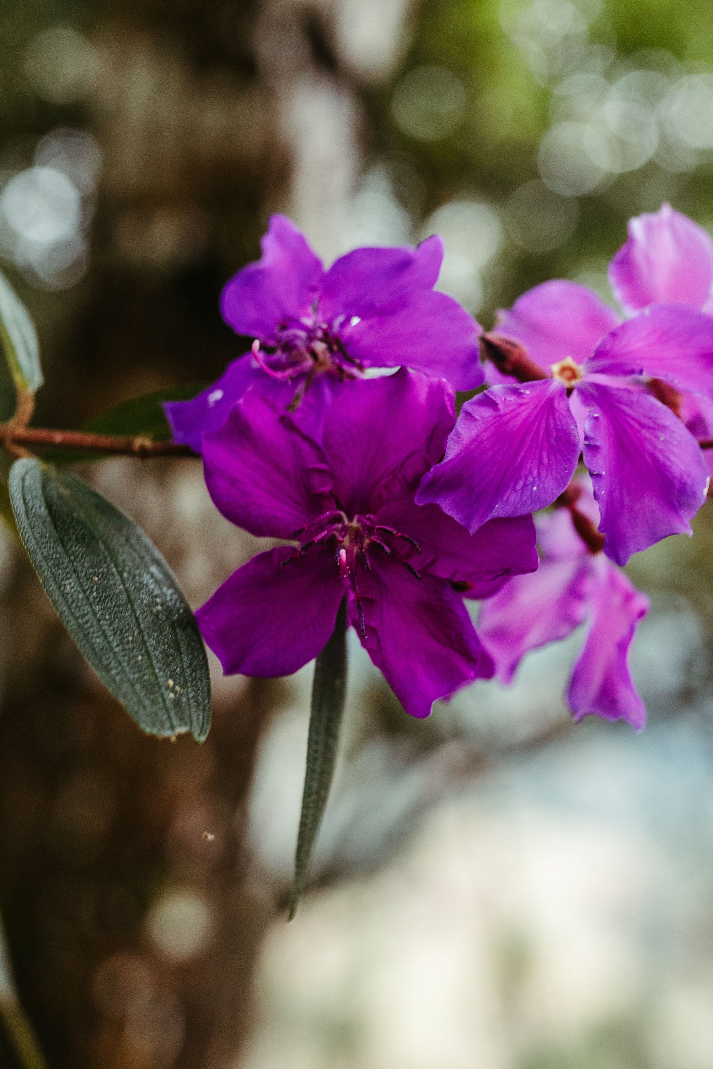 Foto stok gratis tentang alam, berbunga, berkembang, botani, bunga ...