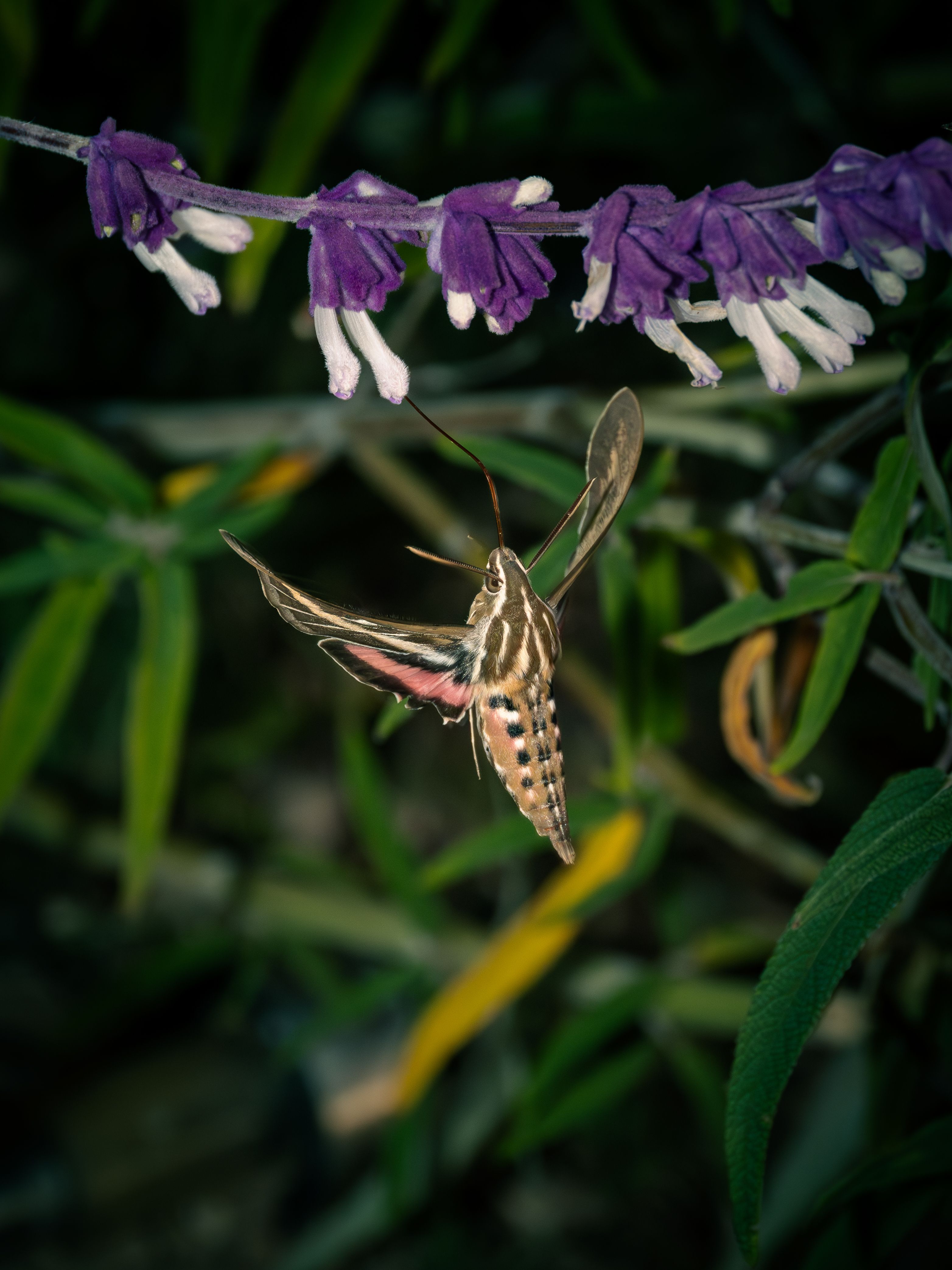 White-lined Sphinx Flying around Purple Flowers · Free Stock Photo