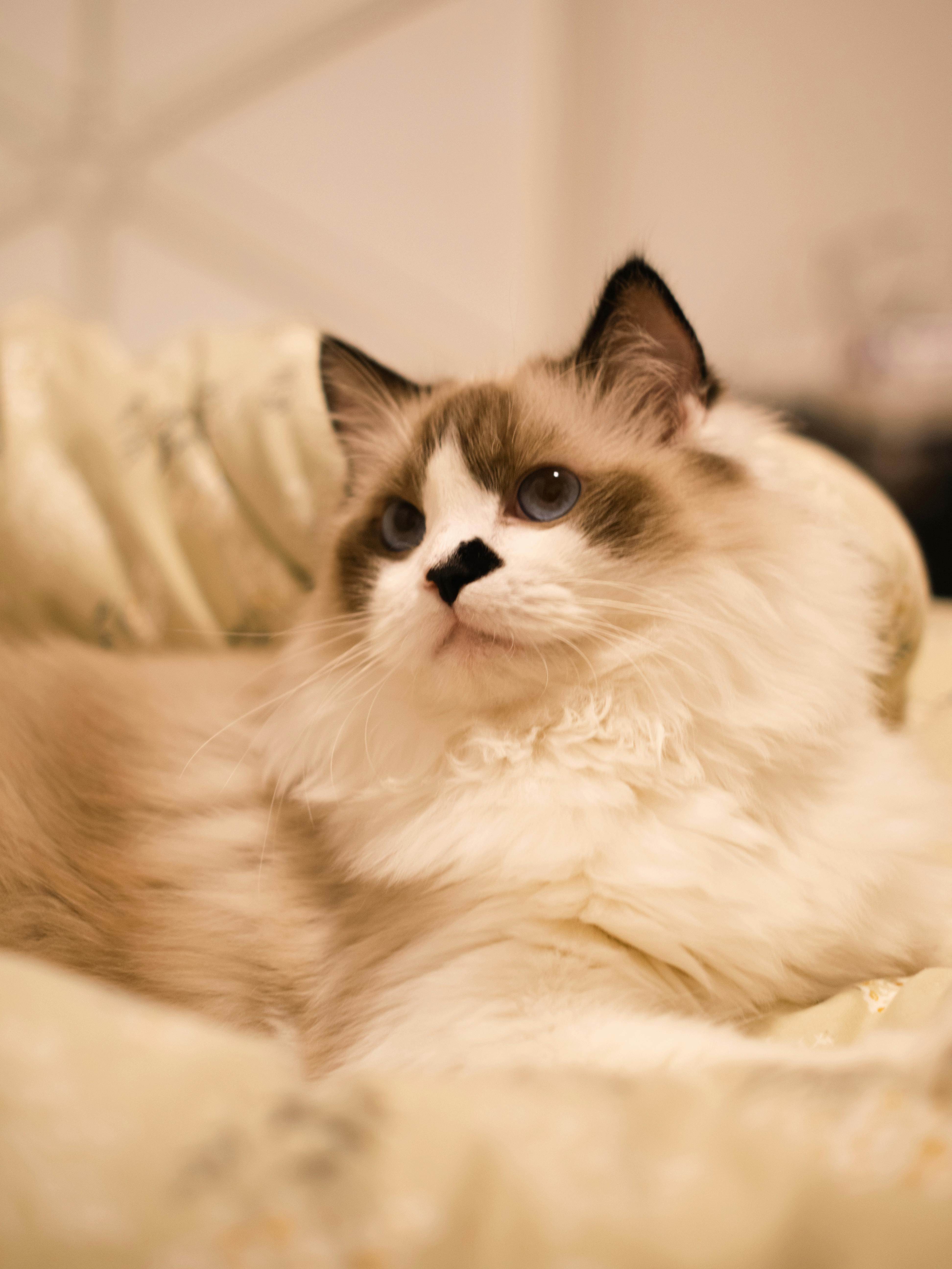 Cute Ragdoll Cat Wallpaper Photos, Download The BEST Free Cute Ragdoll ...