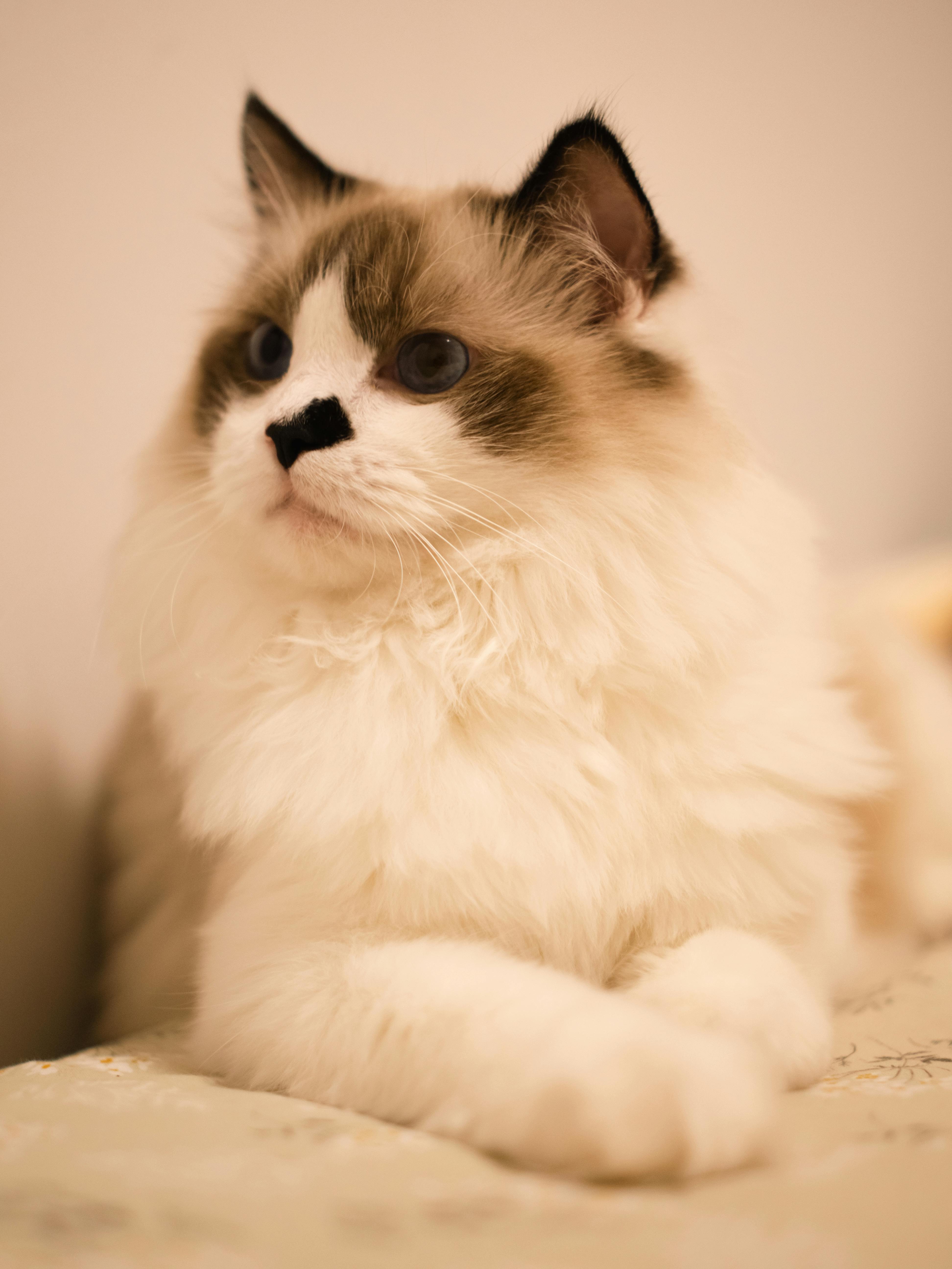 Photo of a Ragdoll Cat · Free Stock Photo