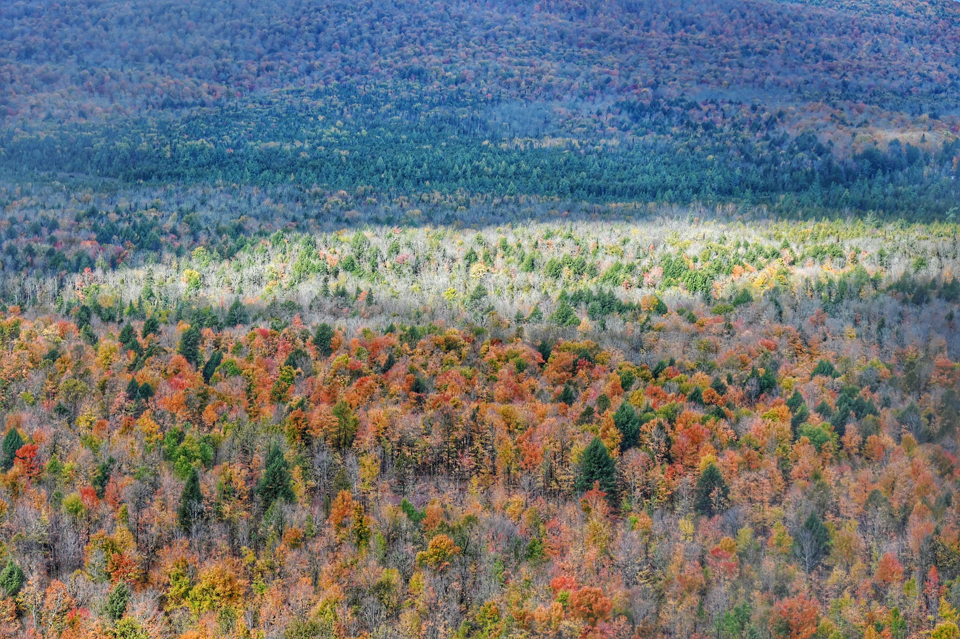 Colorful Forest in Fall · Free Stock Photo