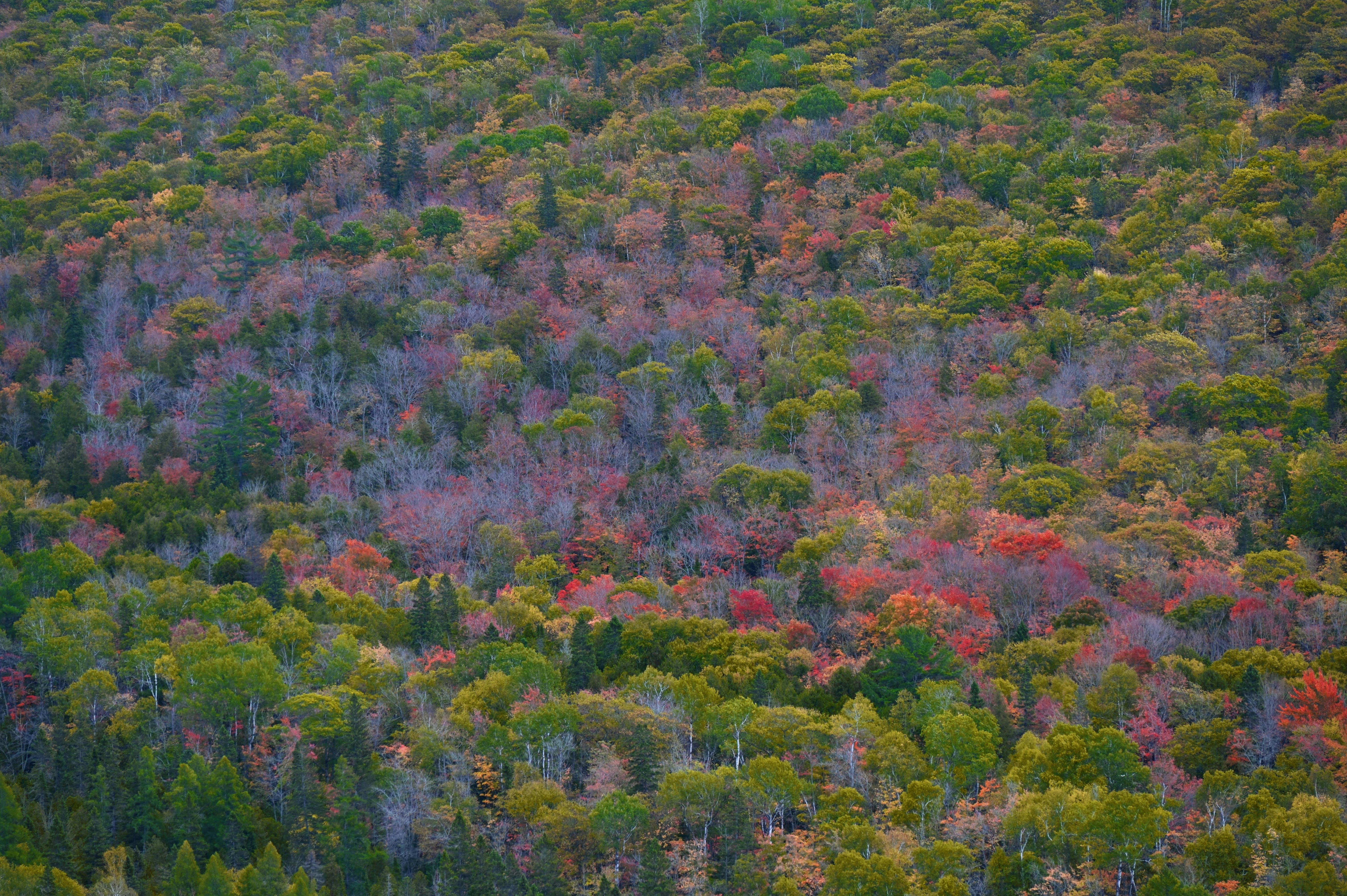 A view of the forest from above · Free Stock Photo