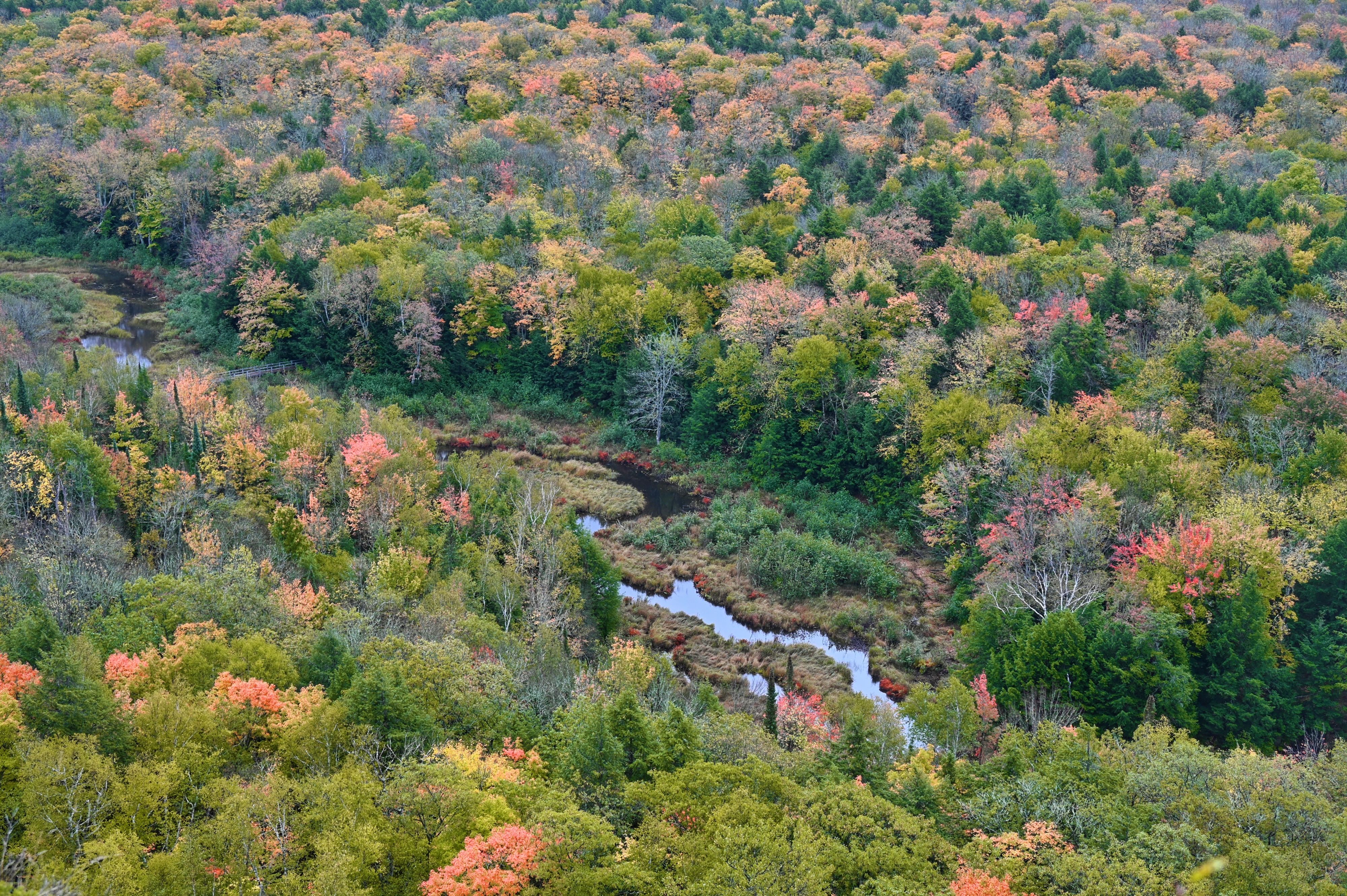 Aerial View of a Forest in Autumnal Colors · Free Stock Photo