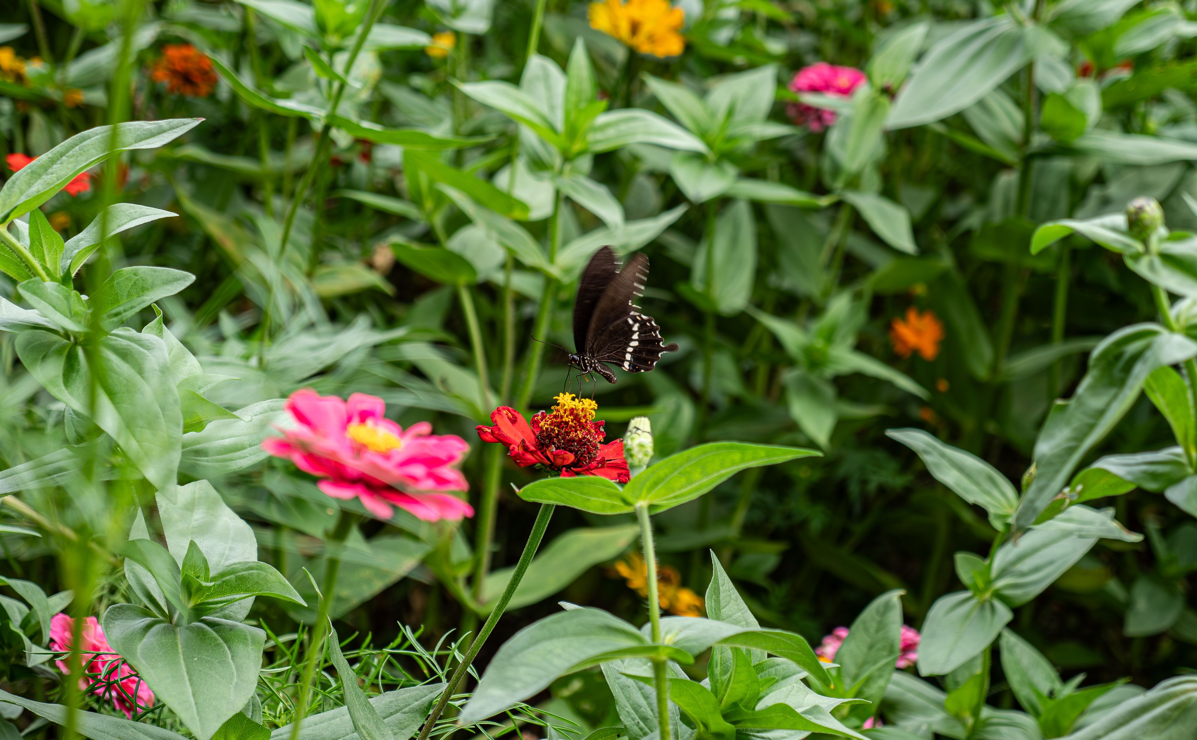 Butterfly Flap Photos, Download The BEST Free Butterfly Flap Stock ...
