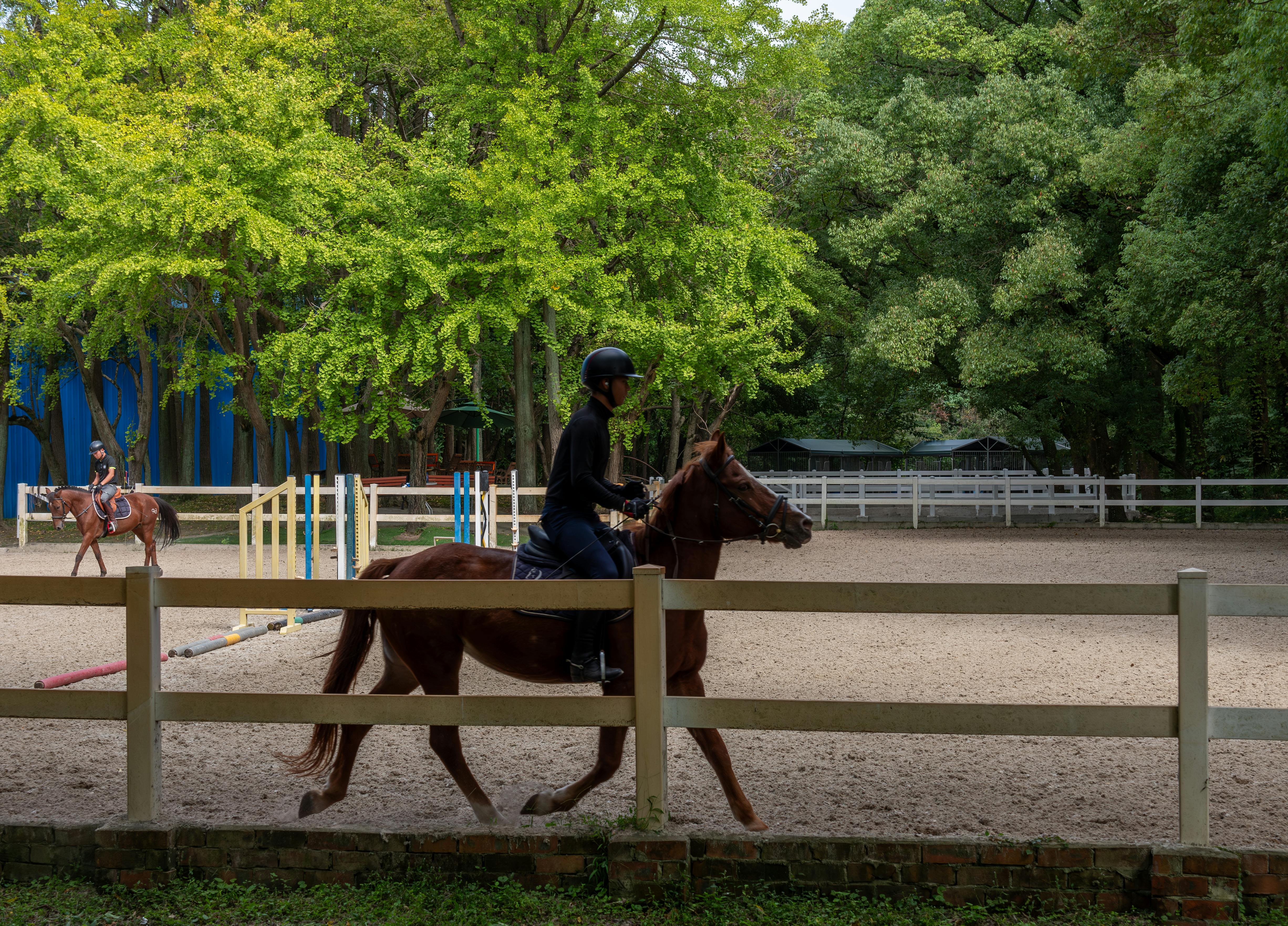 Woman Riding Horse on Pasture · Free Stock Photo