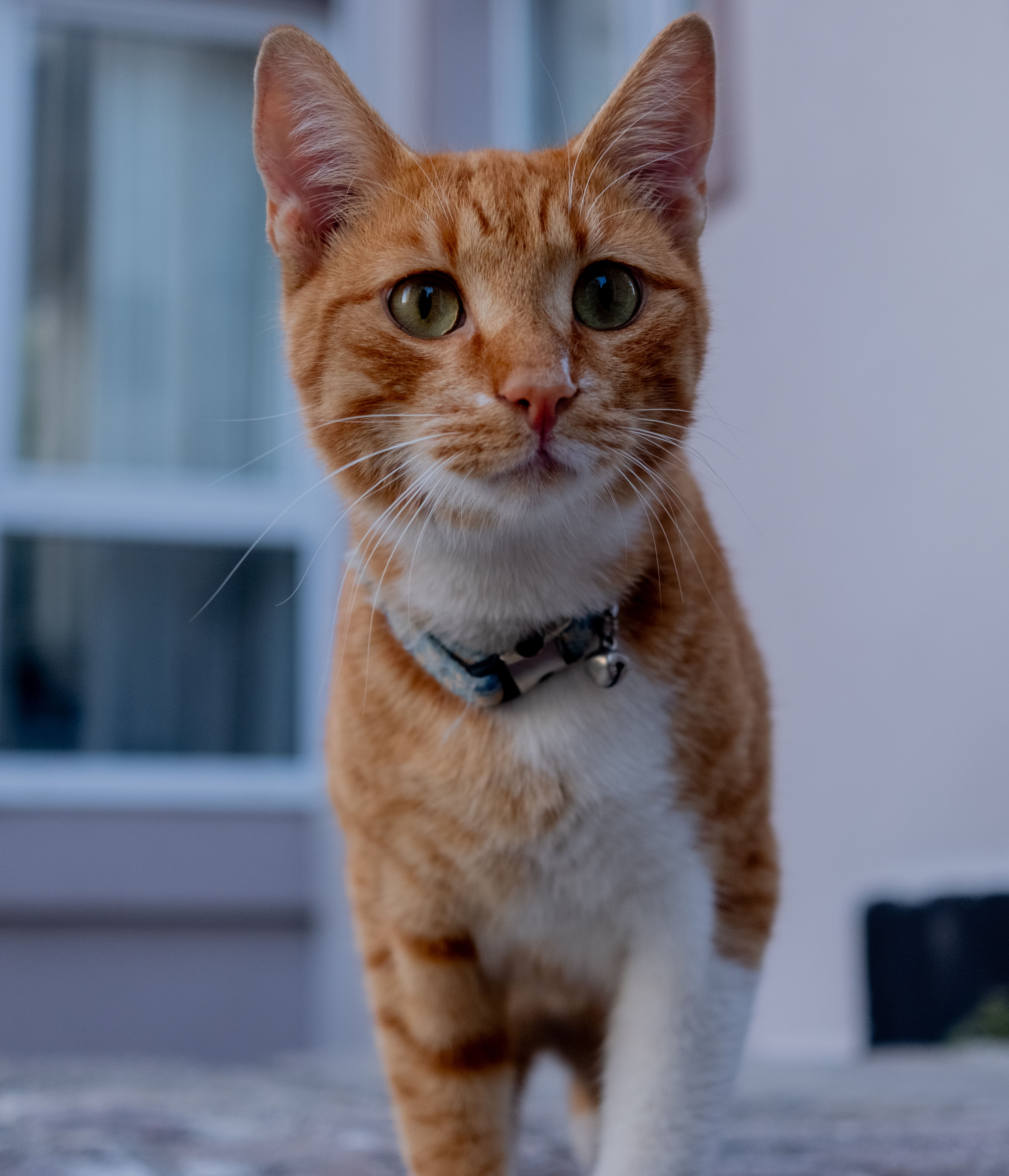 Kedi Photos, Download The BEST Free Kedi Stock Photos & HD Images