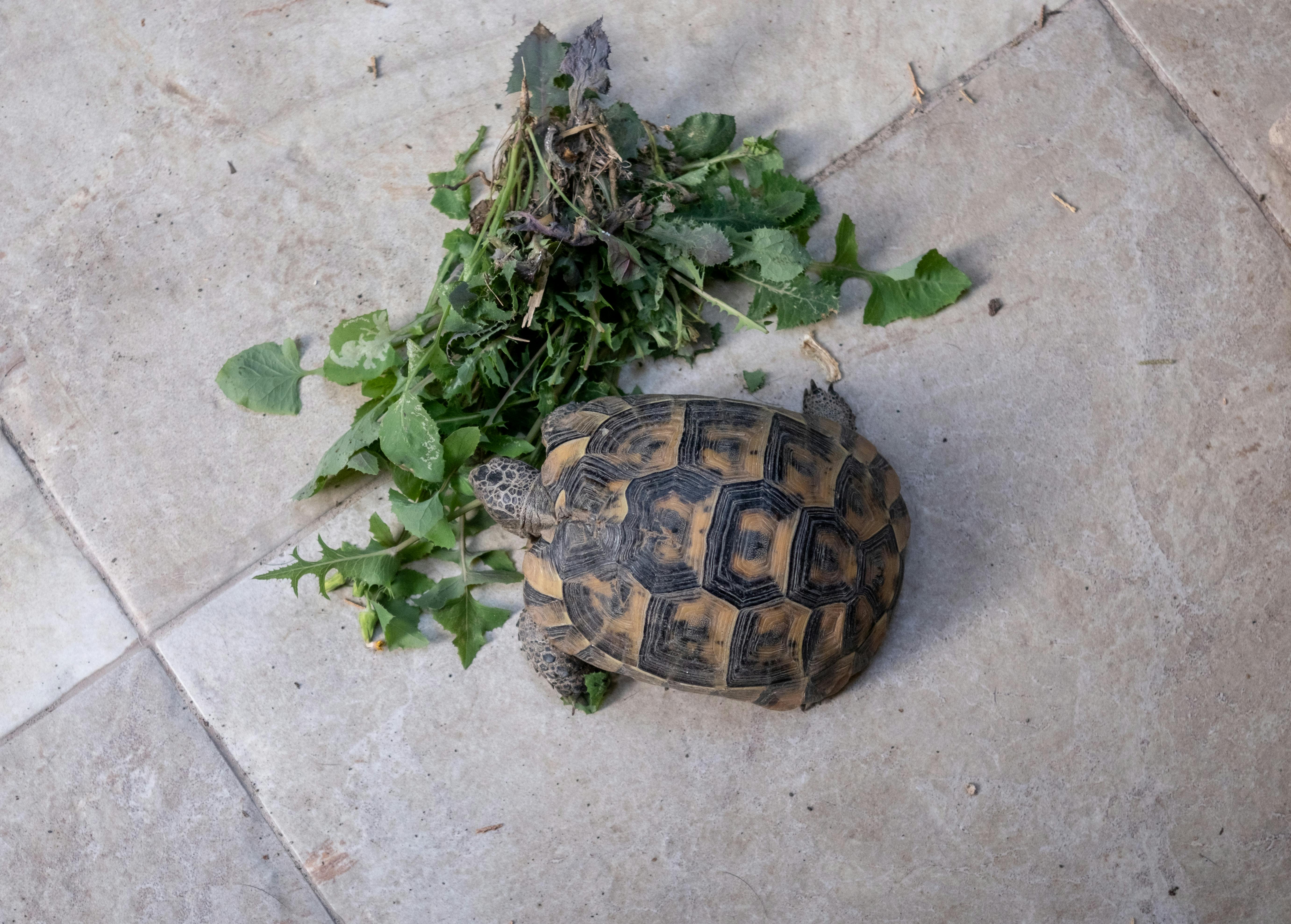 Turtle Eating Herbs · Free Stock Photo