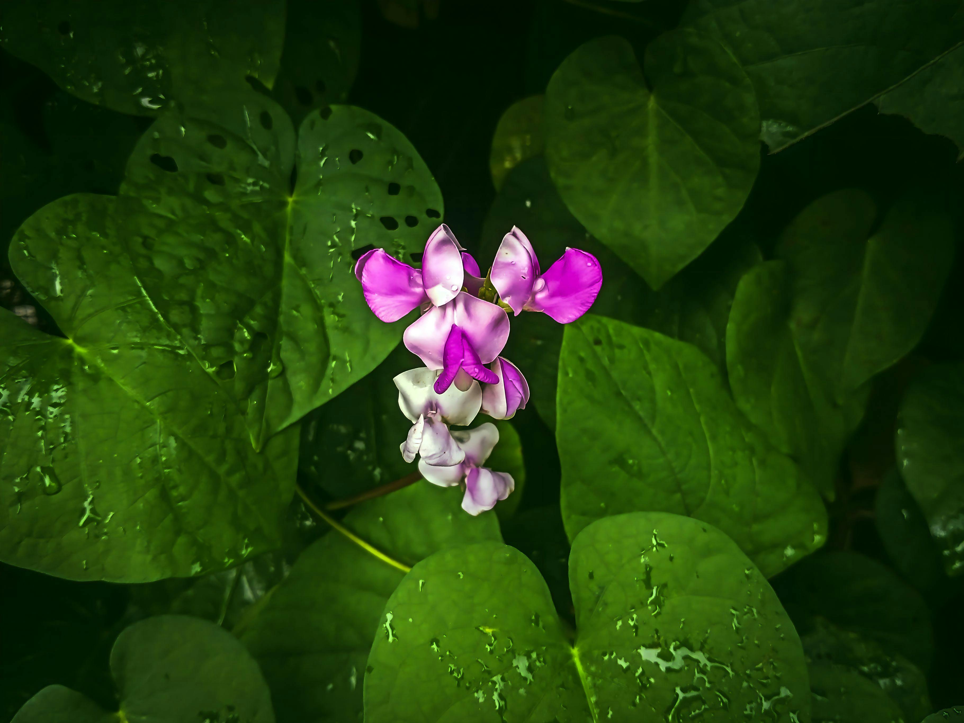 Lucent Designs Media International - Photography