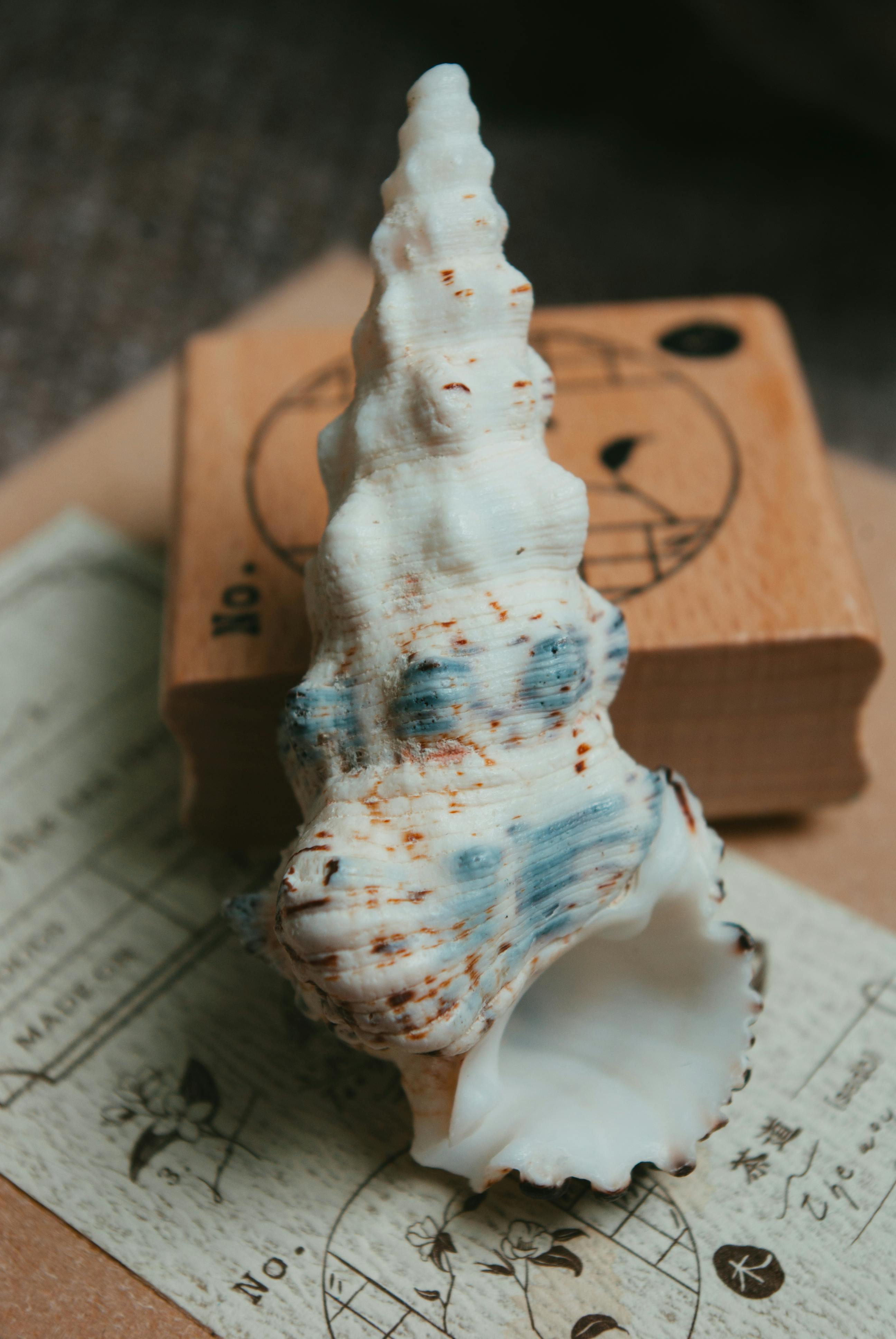 Cone Shell Leaning on Wooden Box · Free Stock Photo