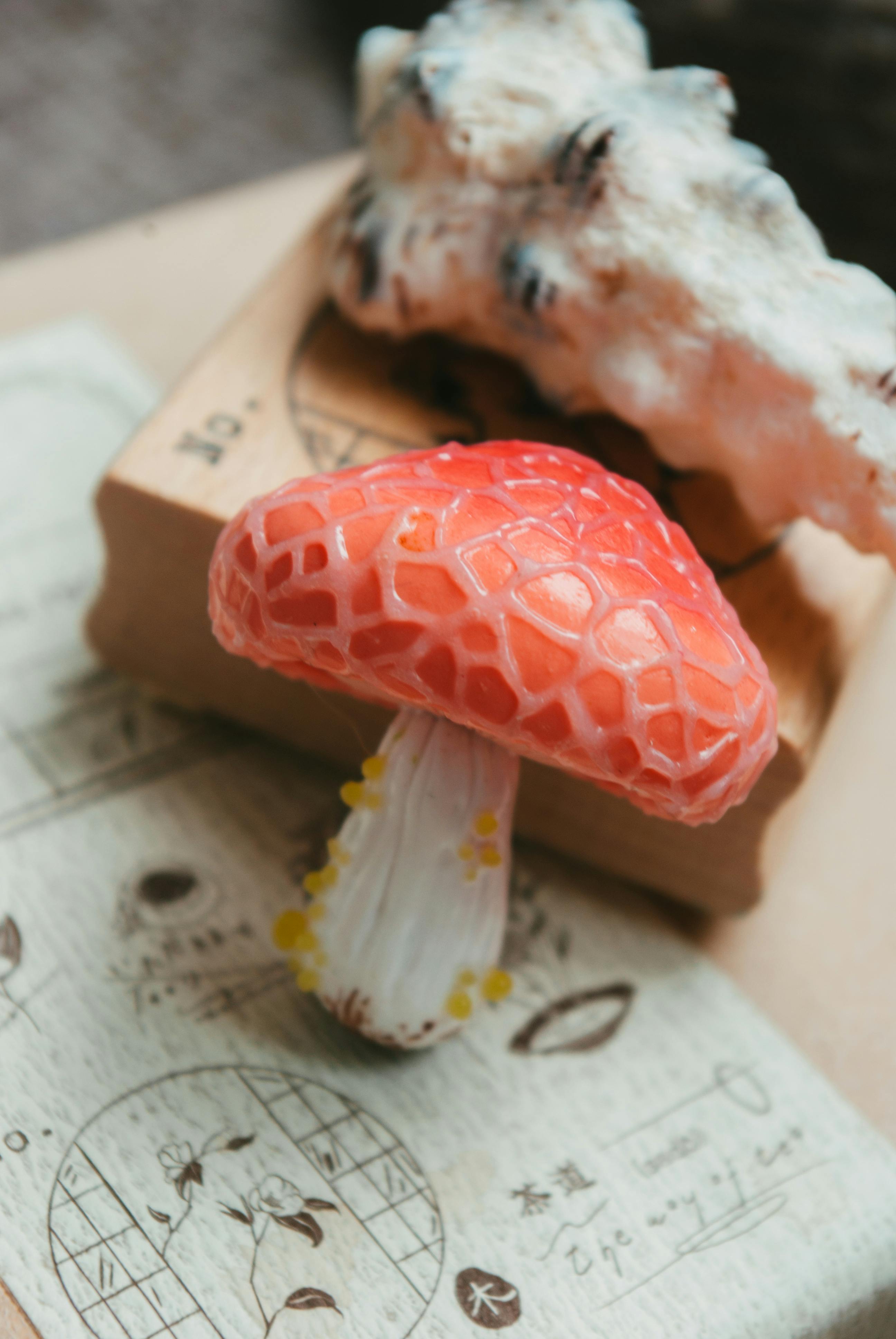 Decorative Toadstool and Cone Shell · Free Stock Photo