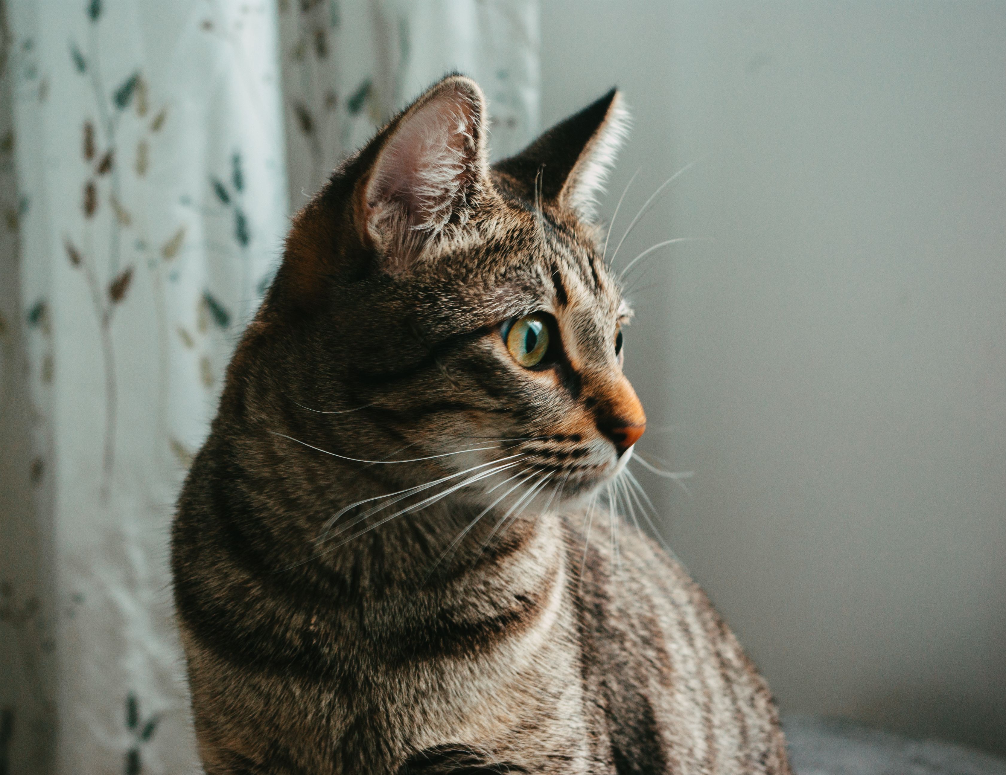 Fluffy Furry Cat by Fence · Free Stock Photo