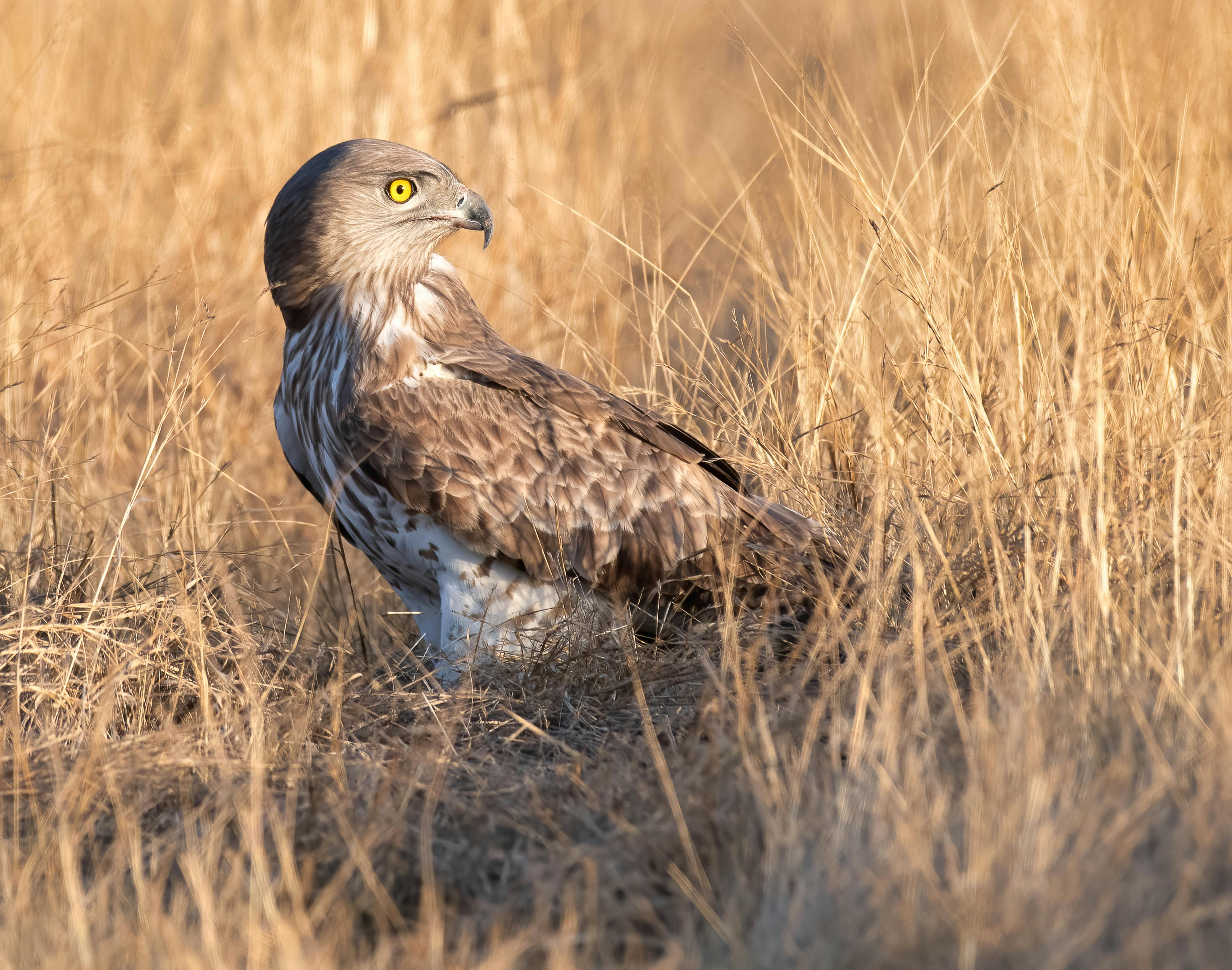 Close up of Hawk on Ground · Free Stock Photo