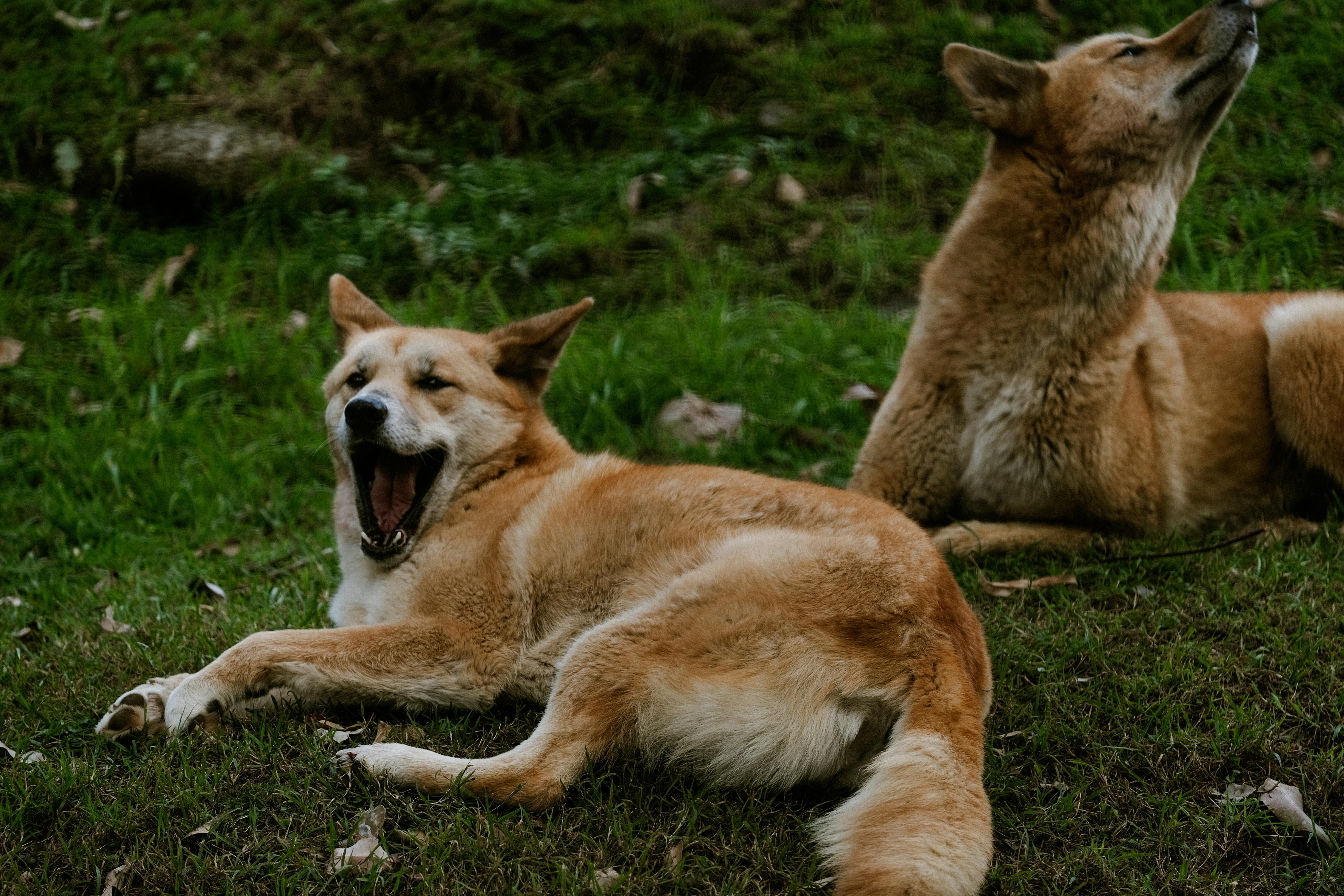 Howling Animals Photos, Download The BEST Free Howling Animals Stock ...