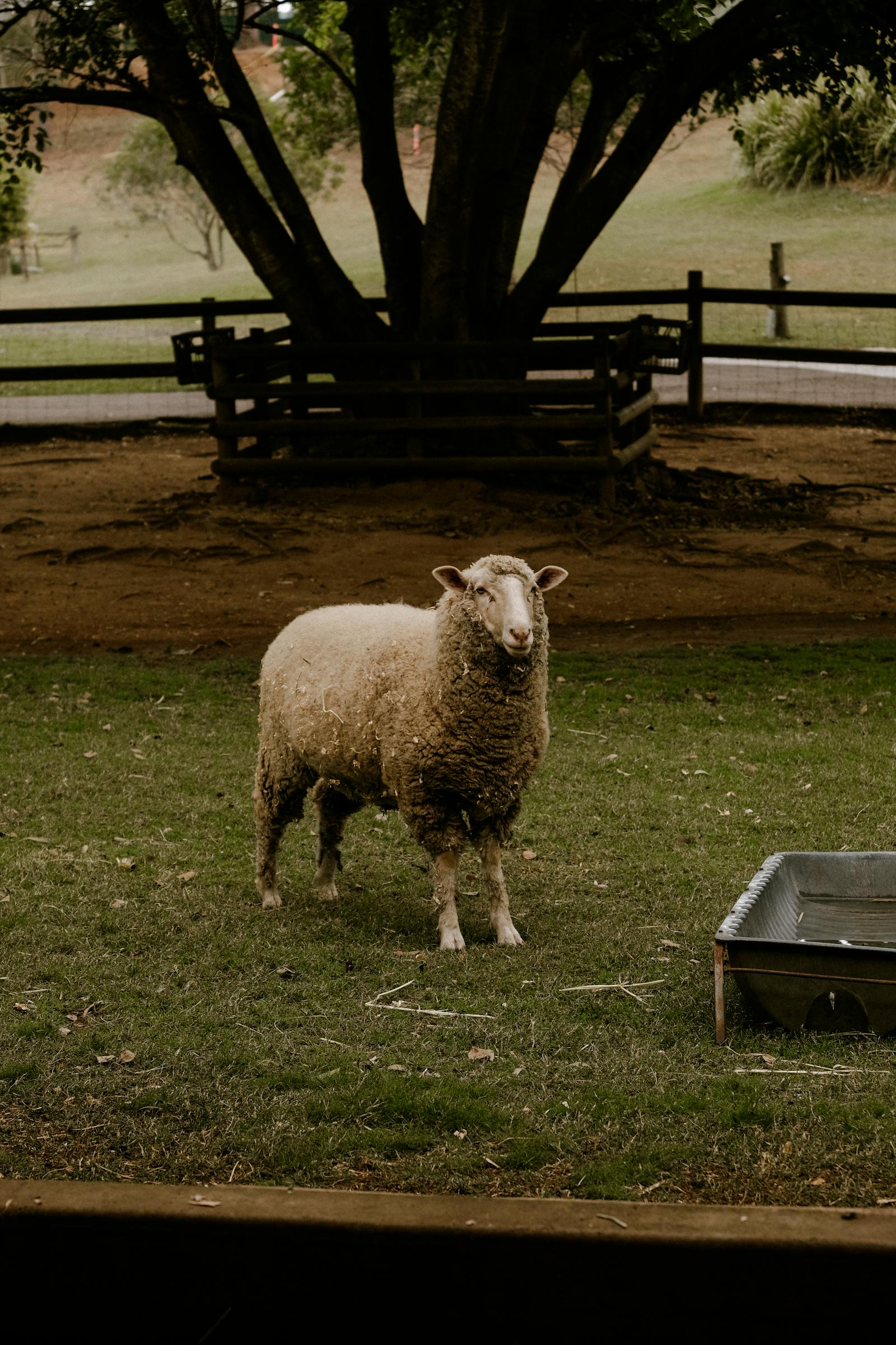 Thai Farm Photos, Download The BEST Free Thai Farm Stock Photos & HD Images