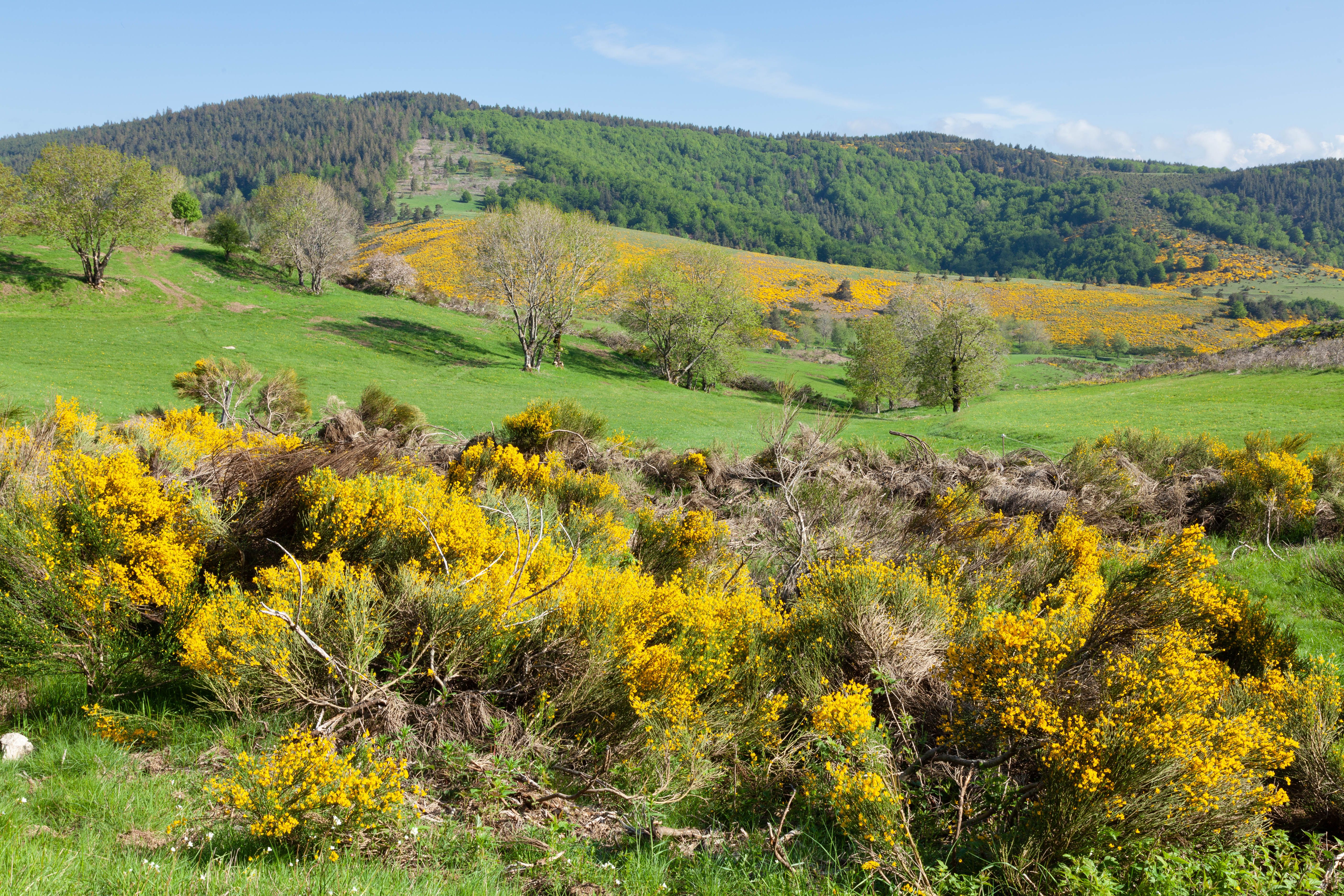 Shrubs with Yellow Flowers in Meadow · Free Stock Photo