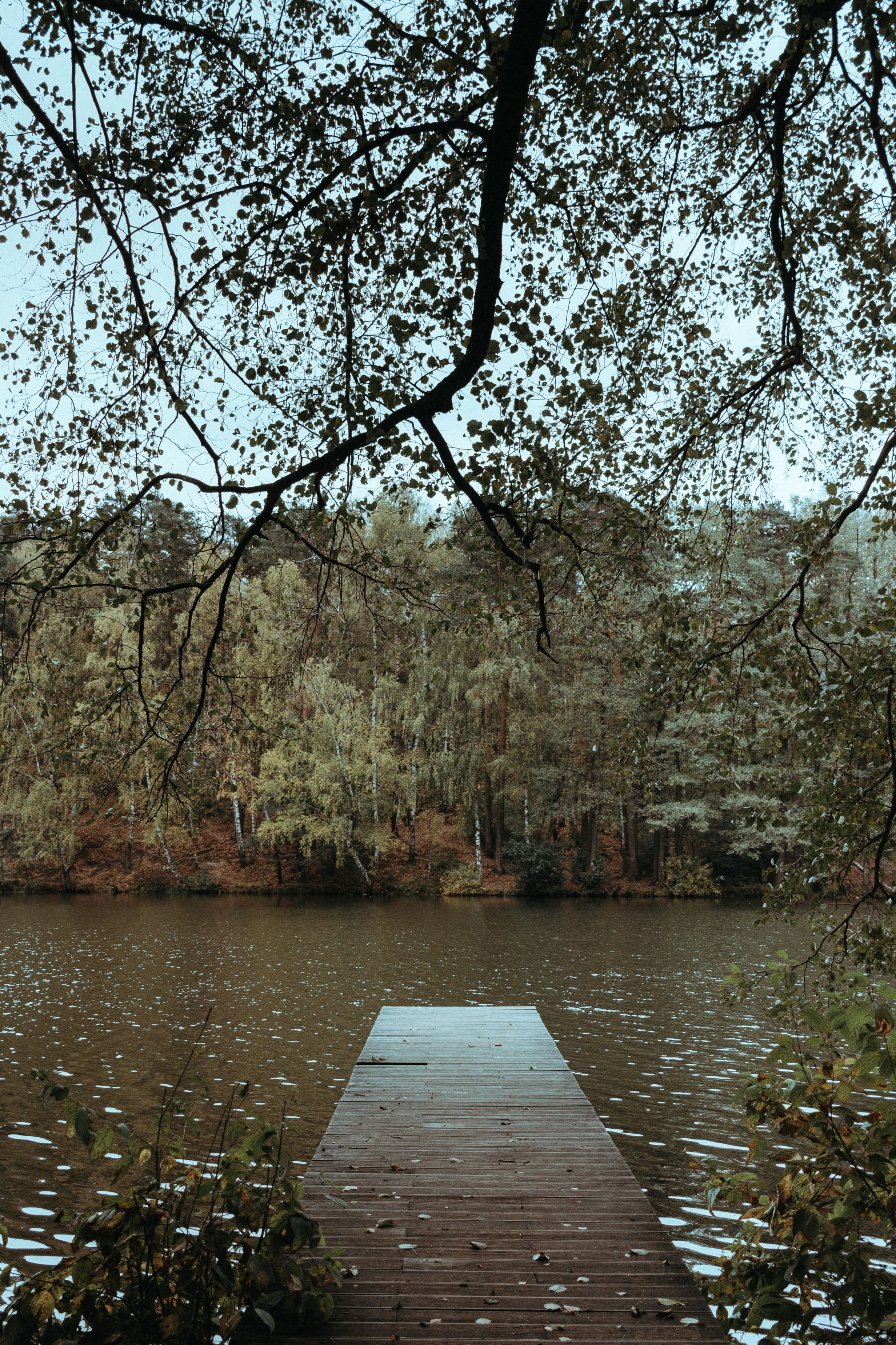 Wooden Pier on the River in the Forest · Free Stock Photo