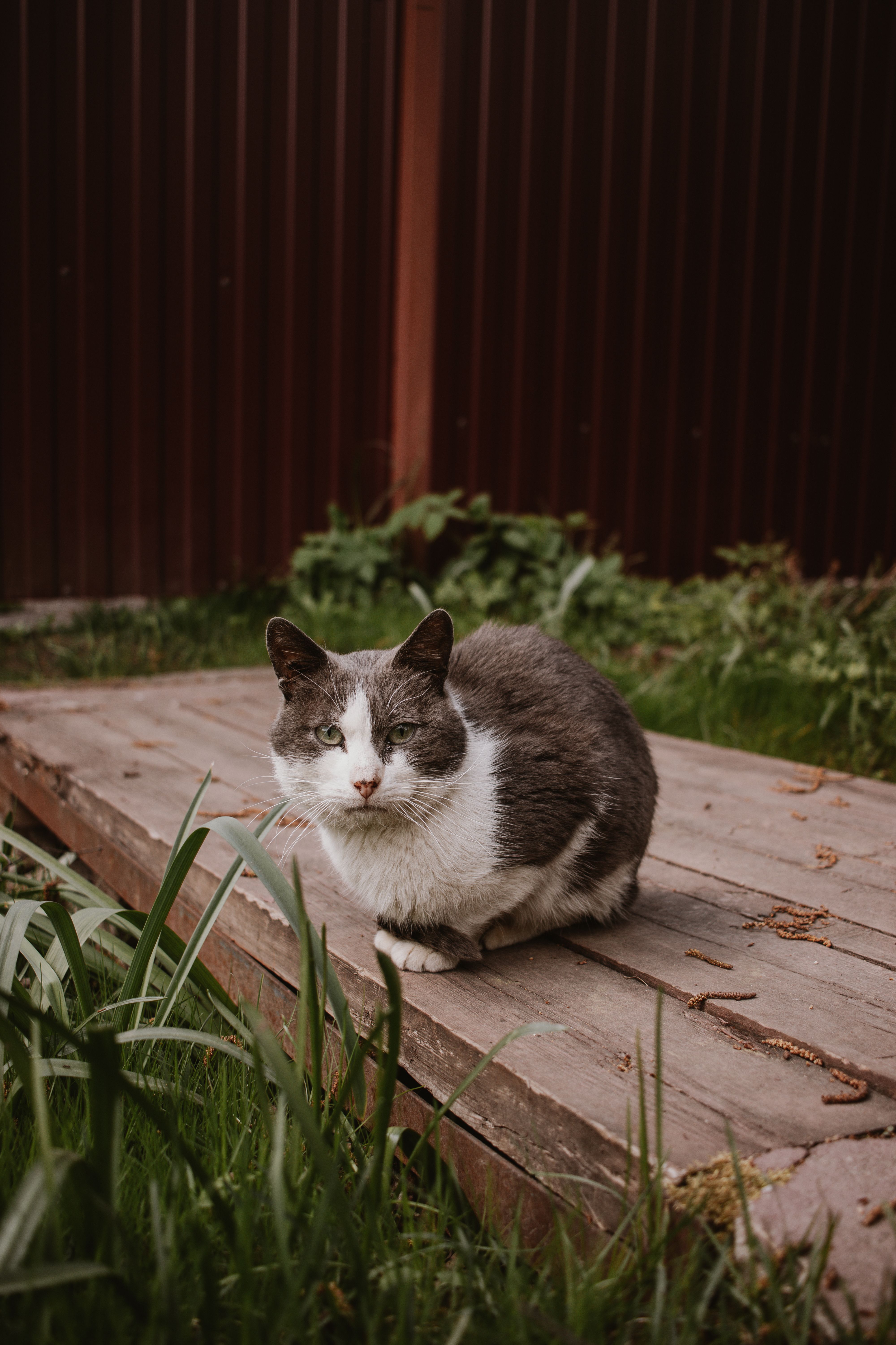 Curled Up Cat Sitting on the Boards in the Yard · Free Stock Photo