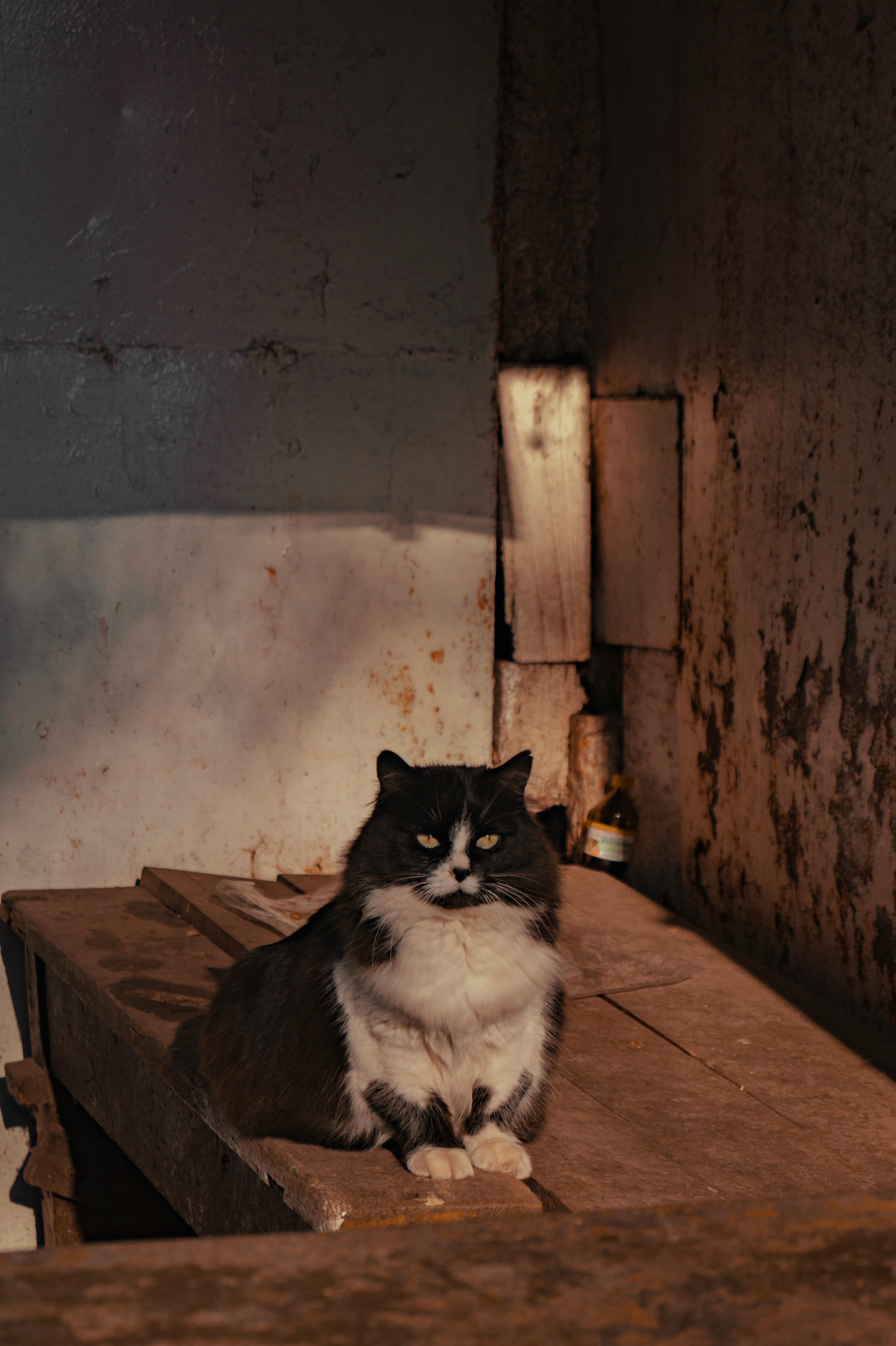 Cat Corner Photos, Download The BEST Free Cat Corner Stock Photos & HD ...