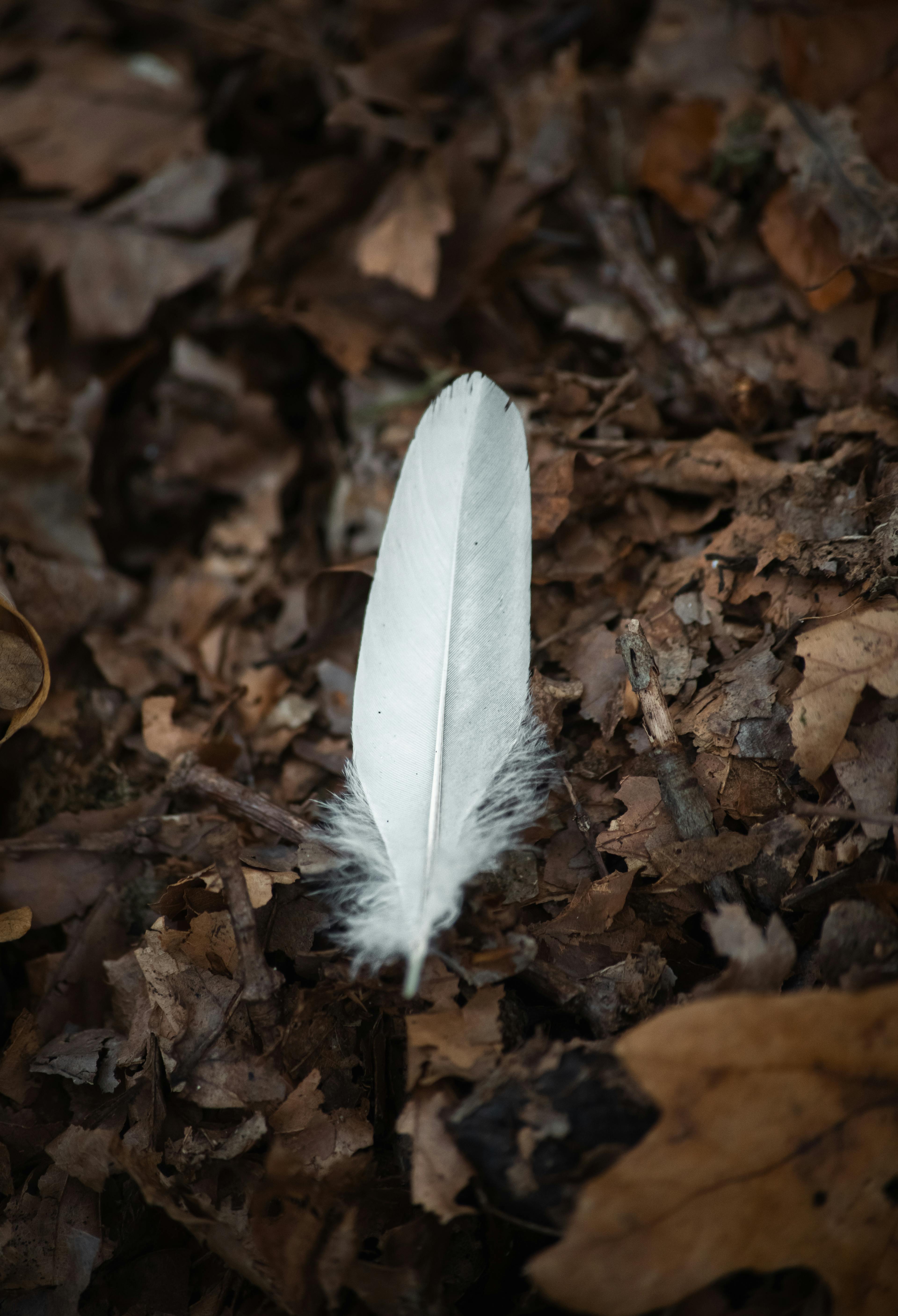 Feather among Autumn Leaves · Free Stock Photo